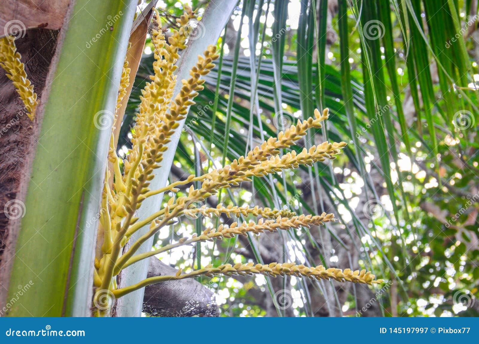 Flor del coco en ?rbol imagen de archivo. Imagen de planta - 145197997