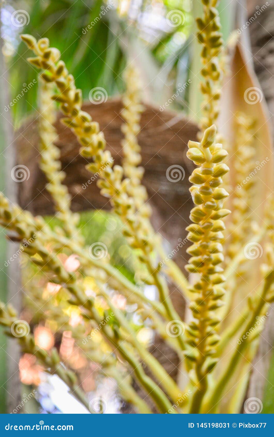 Flor del coco en ?rbol imagen de archivo. Imagen de granja - 145198031