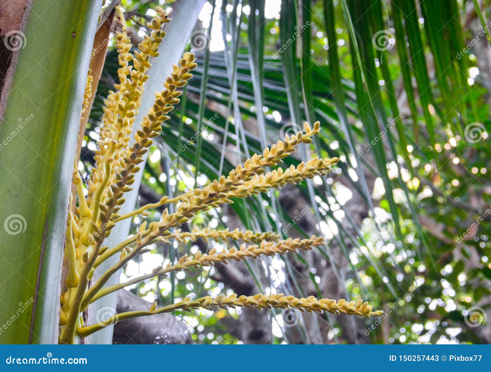 Flor del coco en ?rbol imagen de archivo. Imagen de frescura - 150257443