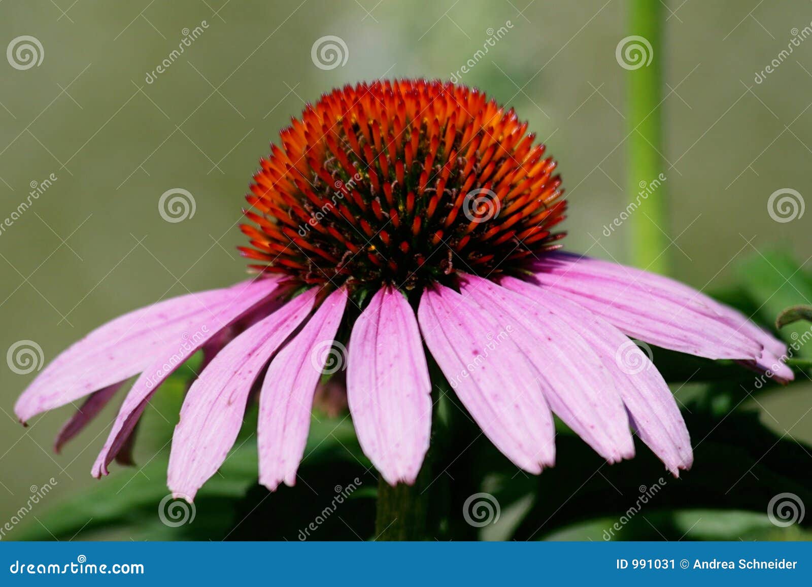 Flor del cono imagen de archivo. Imagen de pétalo, verde - 991031