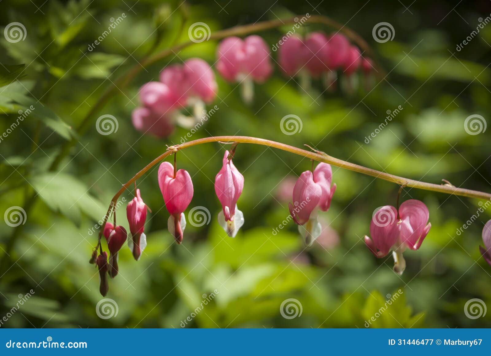 Flor del corazón sangrante imagen de archivo. Imagen de planta - 31446477