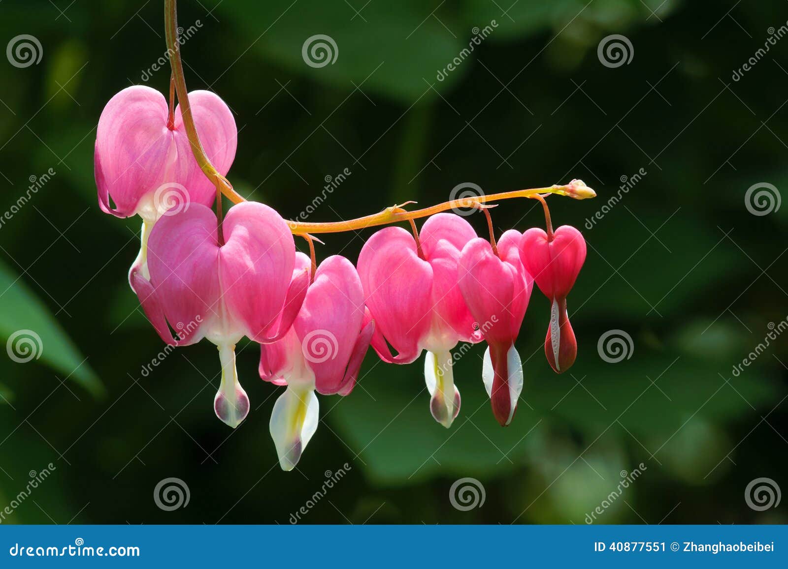 Flor del corazón sangrante imagen de archivo. Imagen de florecimiento ...