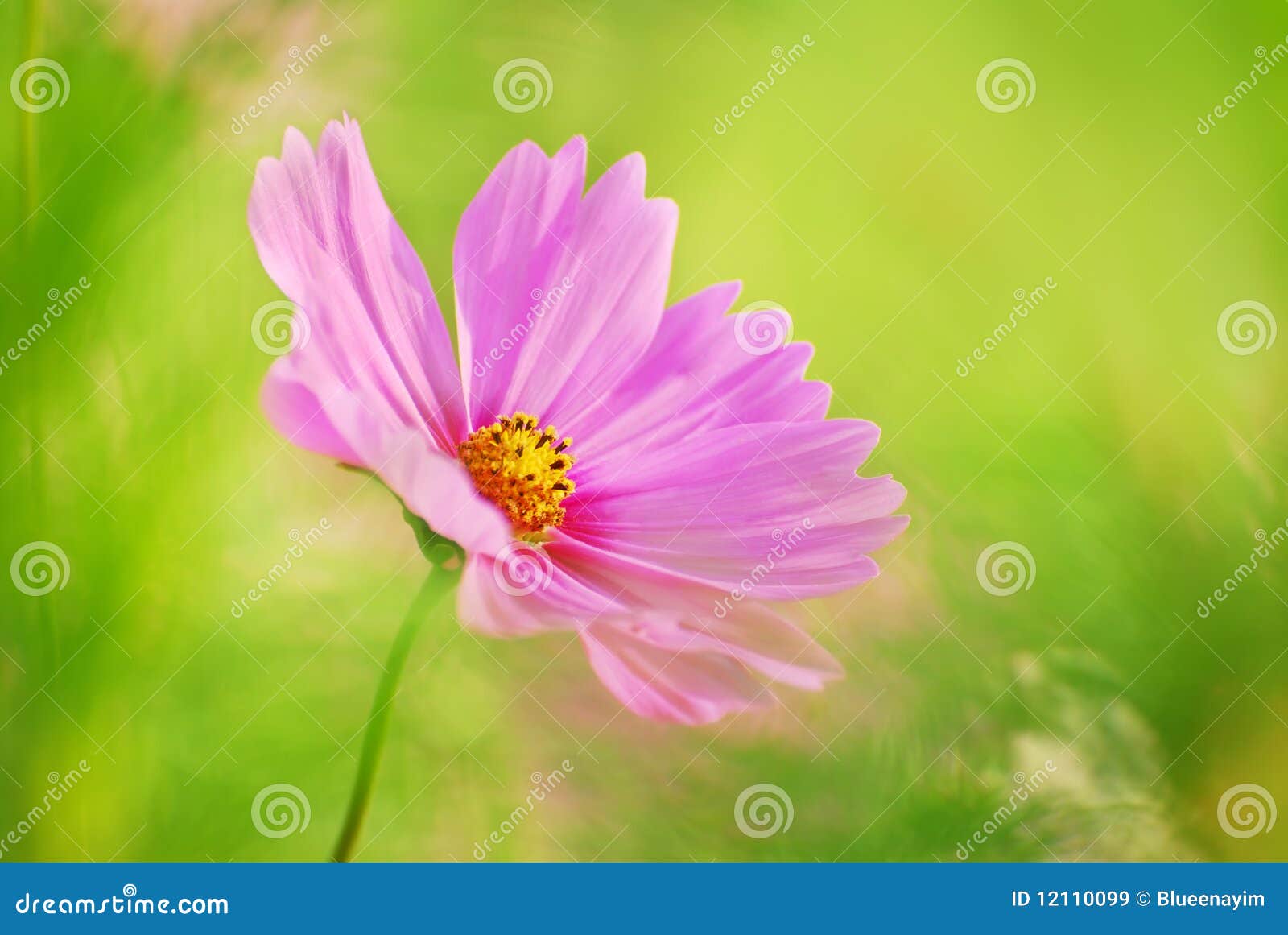 Flor del cosmos imagen de archivo. Imagen de hermoso - 12110099