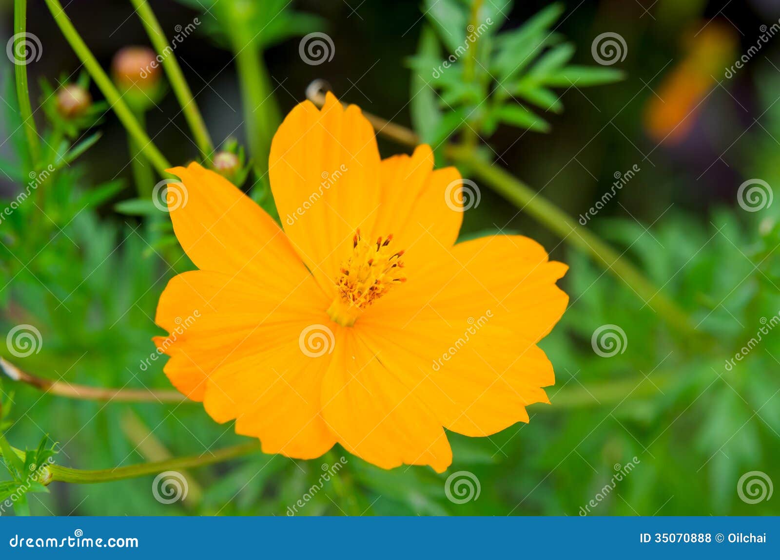 Flor del cosmos foto de archivo. Imagen de objeto, medicinal - 35070888