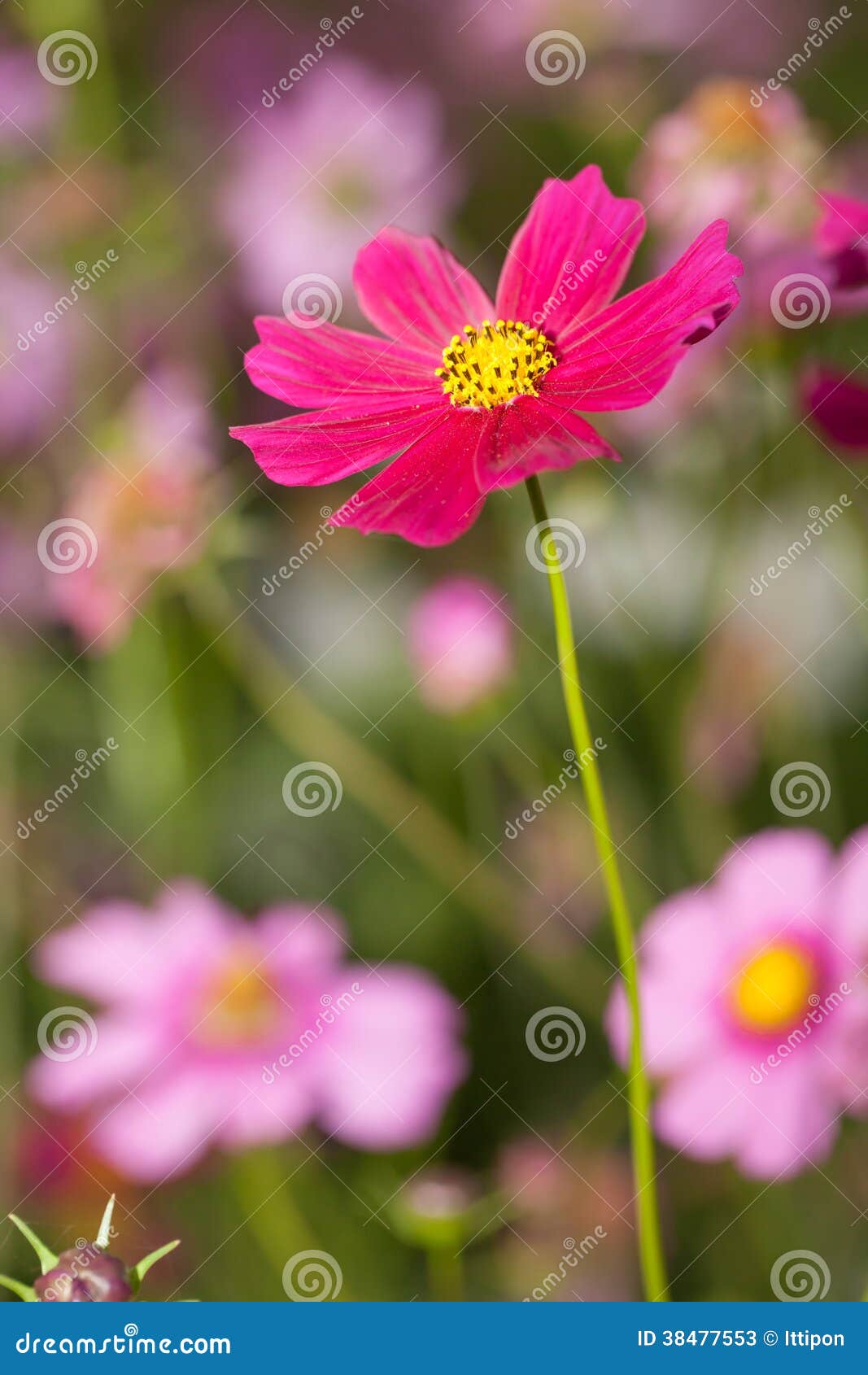 Flor del cosmos imagen de archivo. Imagen de verde, colorido - 38477553