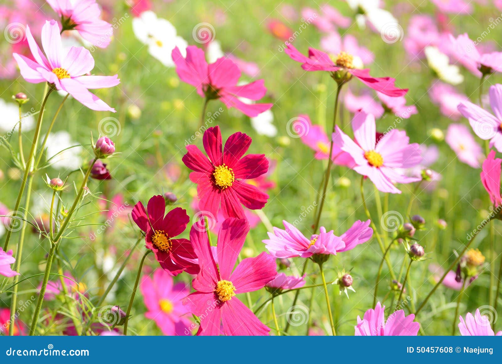 Flor del cosmos foto de archivo. Imagen de fondo, flor - 50457608
