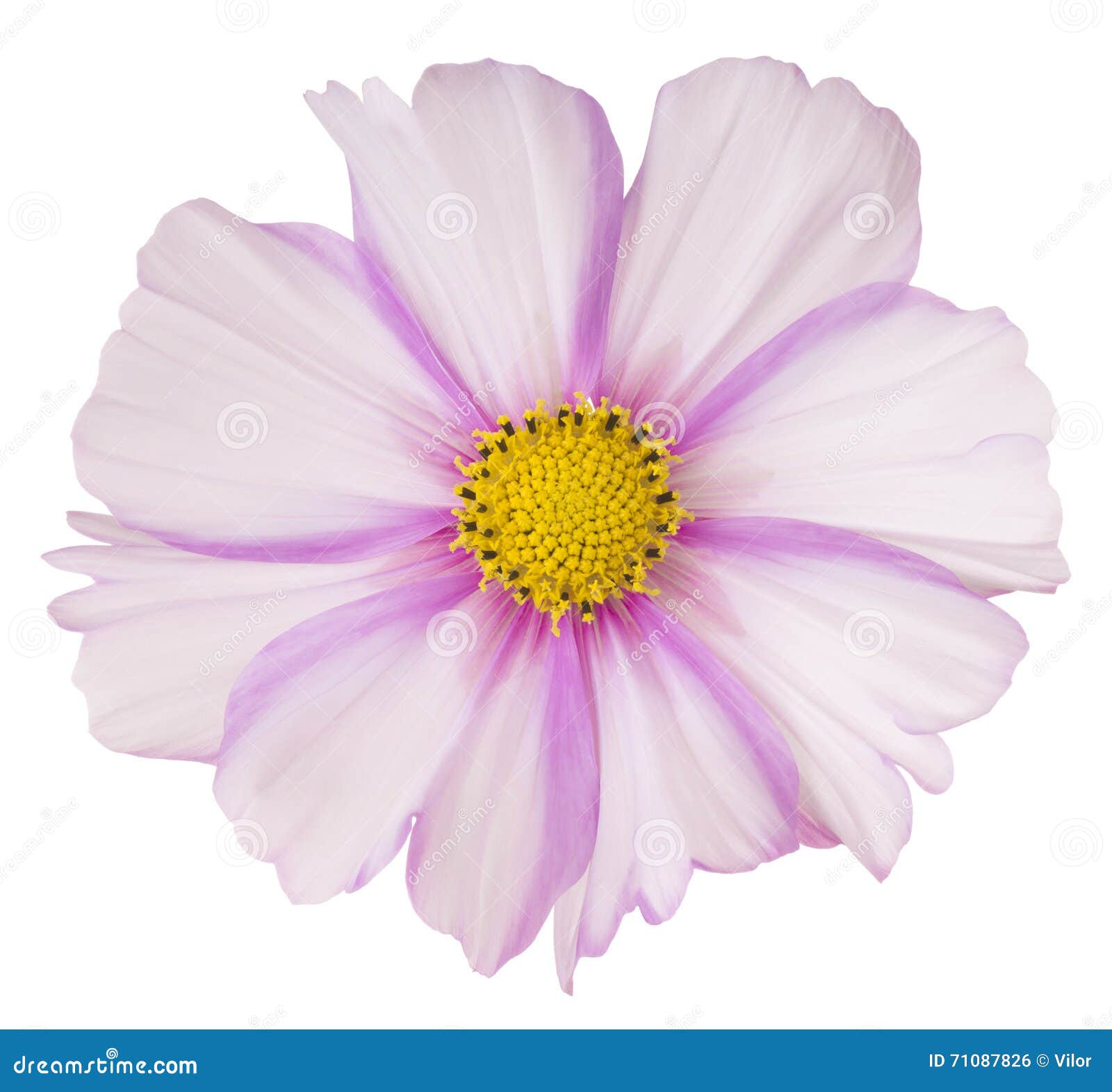 Flor del cosmos foto de archivo. Imagen de cosmos, planta - 71087826