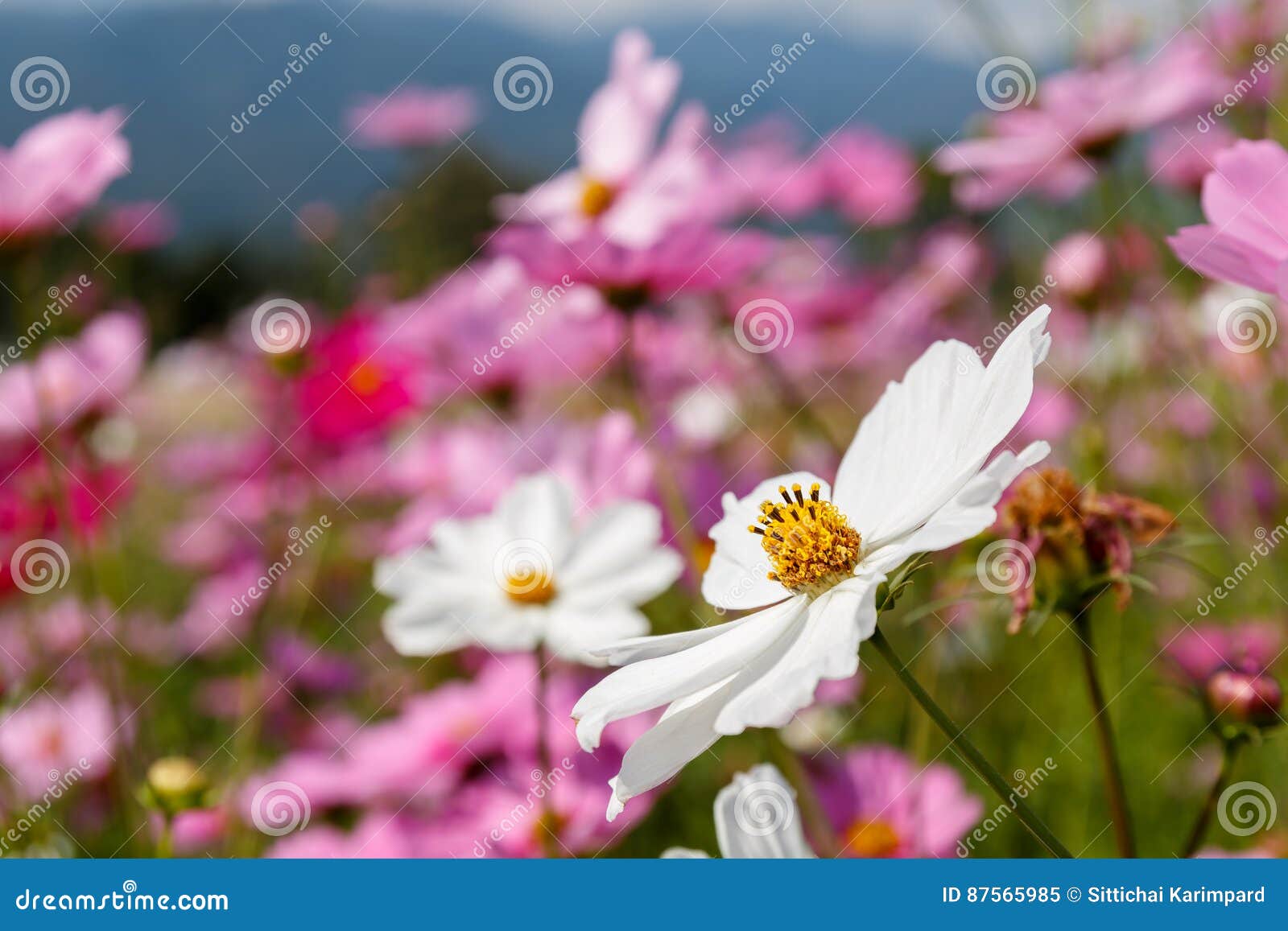 Flor del cosmos imagen de archivo. Imagen de blanco, tailandia - 87565985