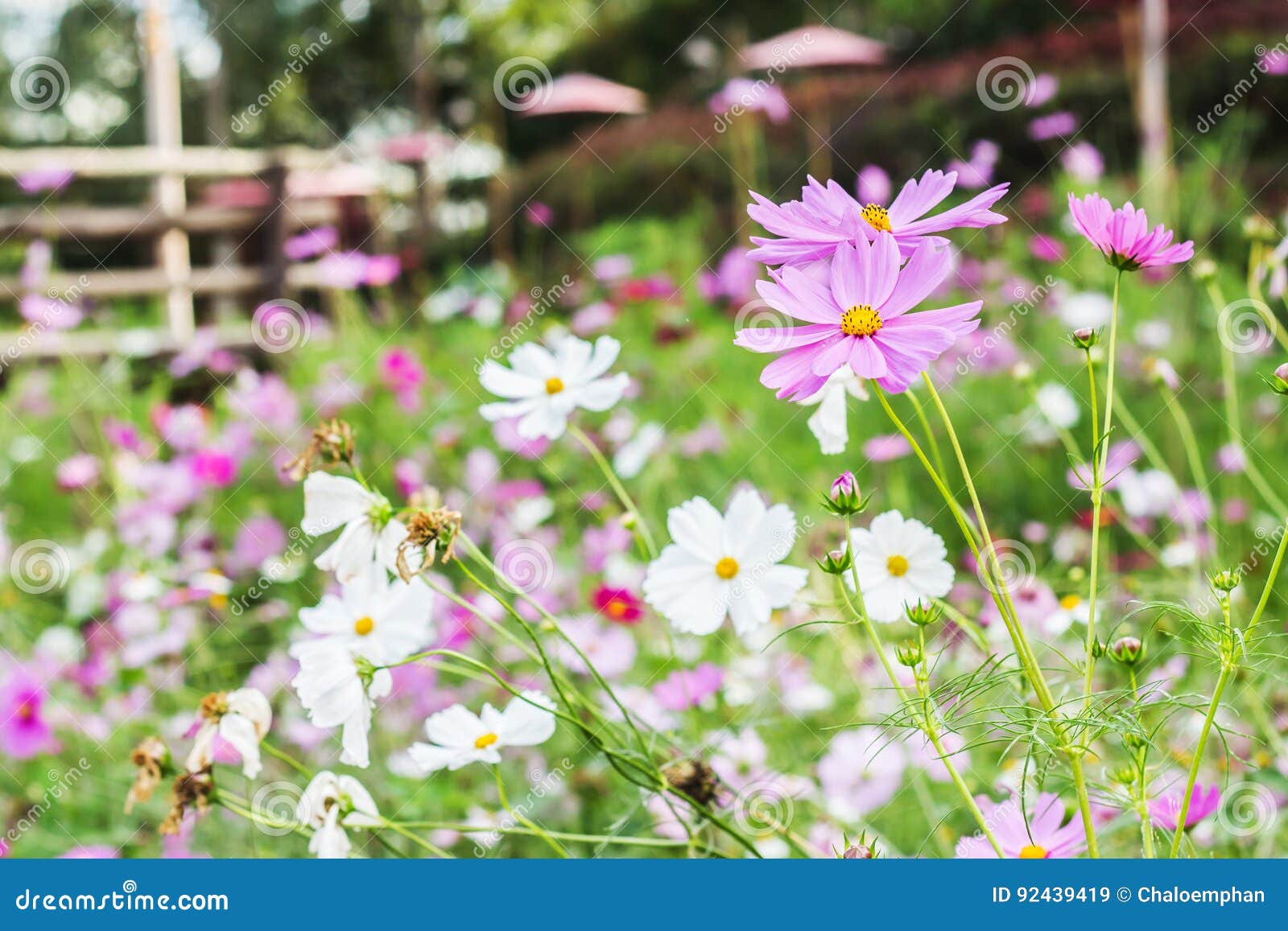 Flor del cosmos imagen de archivo. Imagen de detalle - 92439419