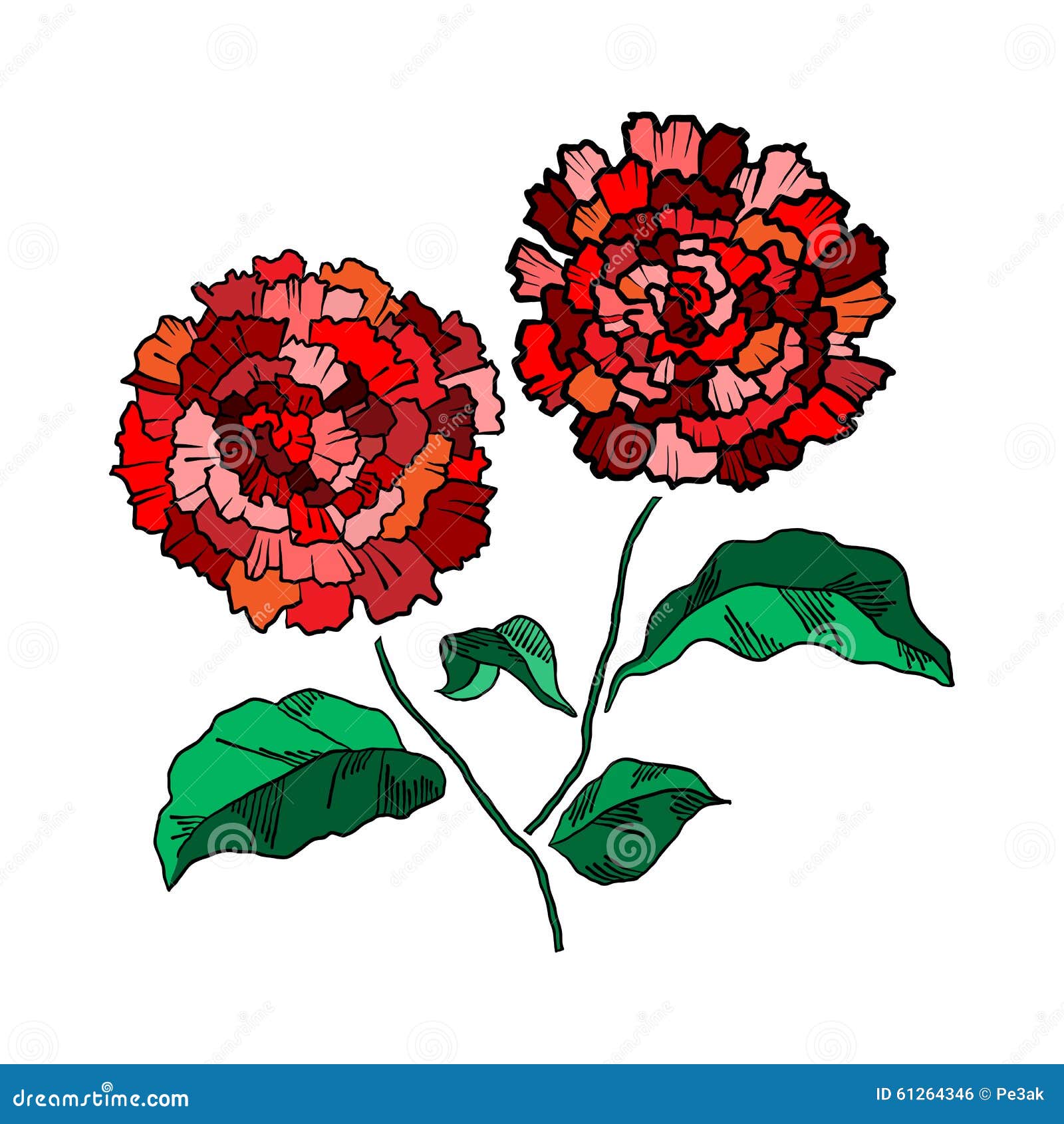 Flor Del Crisantemo Del Dibujo De La Mano Del Vector Ilustración del ...