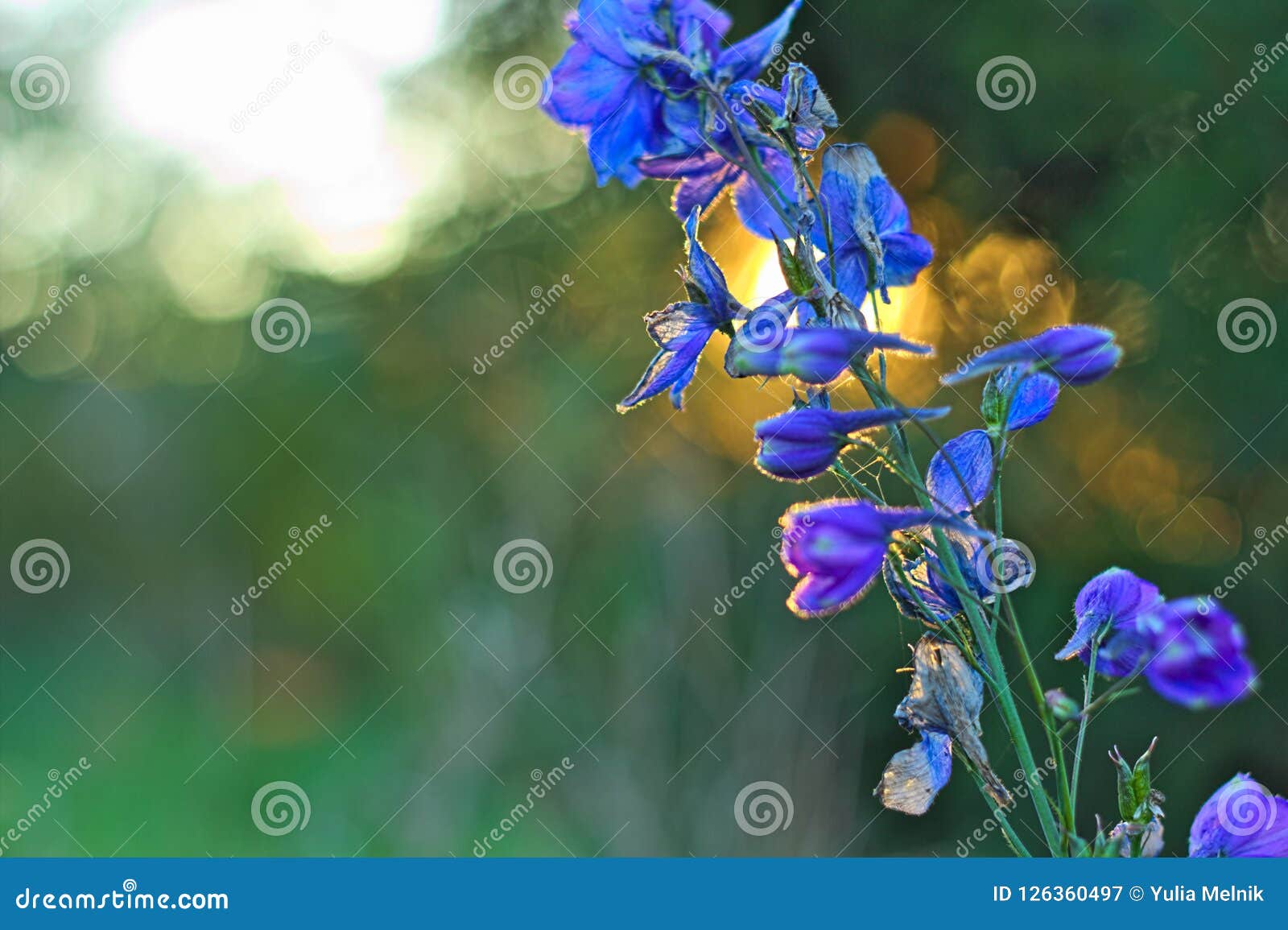 Flor del delfinio imagen de archivo. Imagen de estacional - 126360497