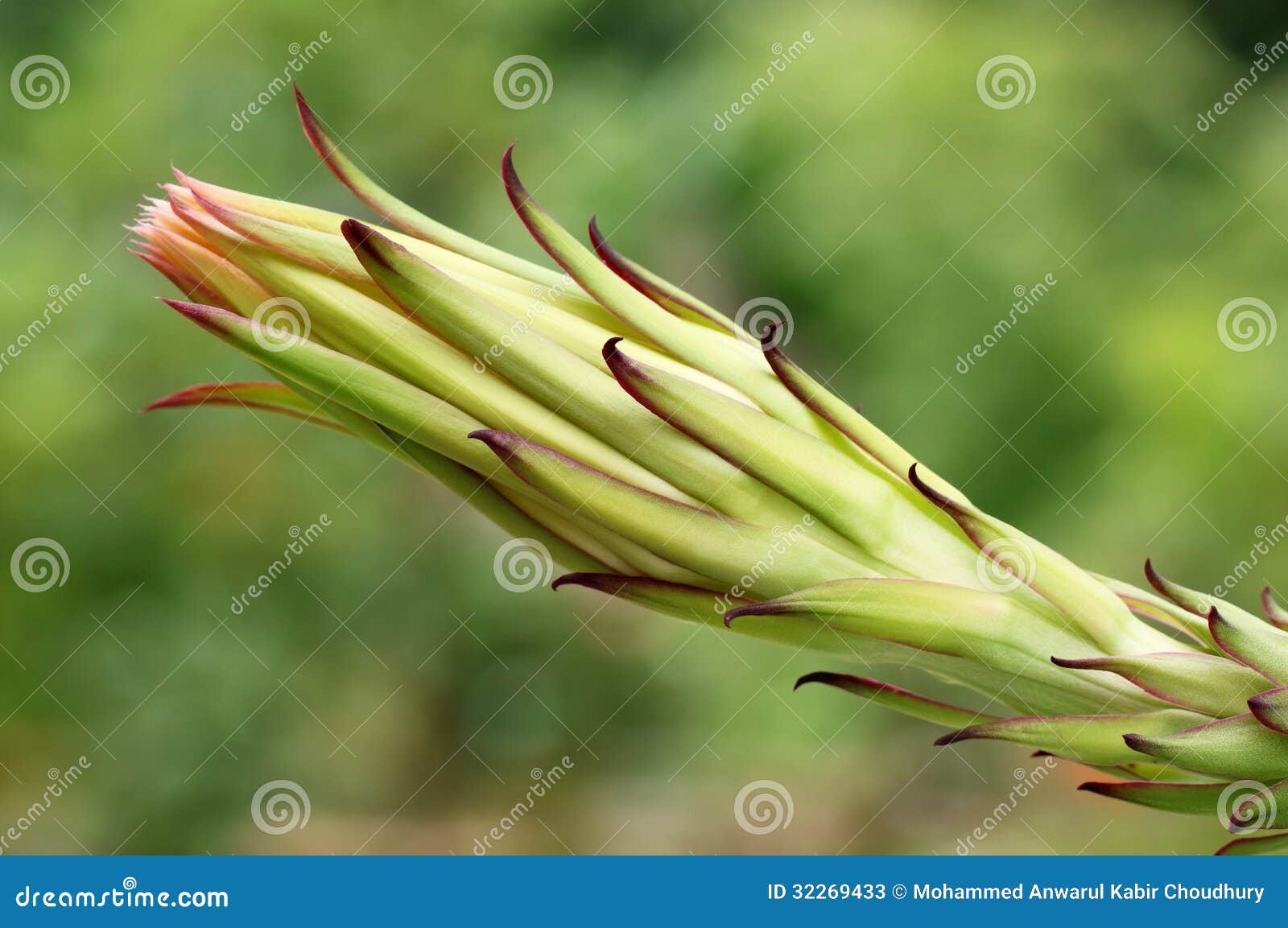 Flor del dragón imagen de archivo. Imagen de postre, primer - 32269433