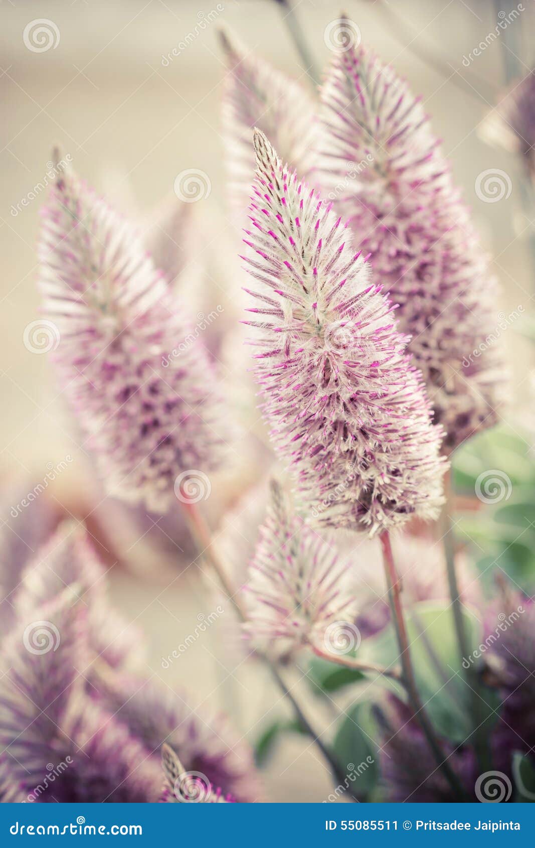 Flor Del Exaltatus De Ptilotus (Joey) Imagen de archivo - Imagen de ...