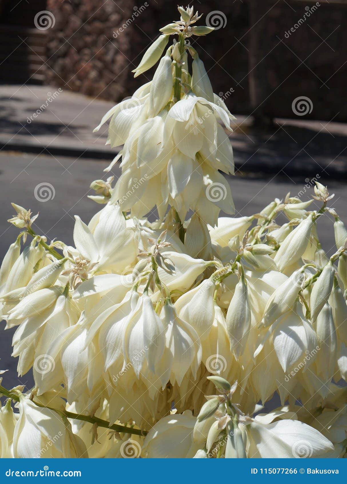 Flor Del Filamentosa De La Yuca Foto de archivo - Imagen de flores ...