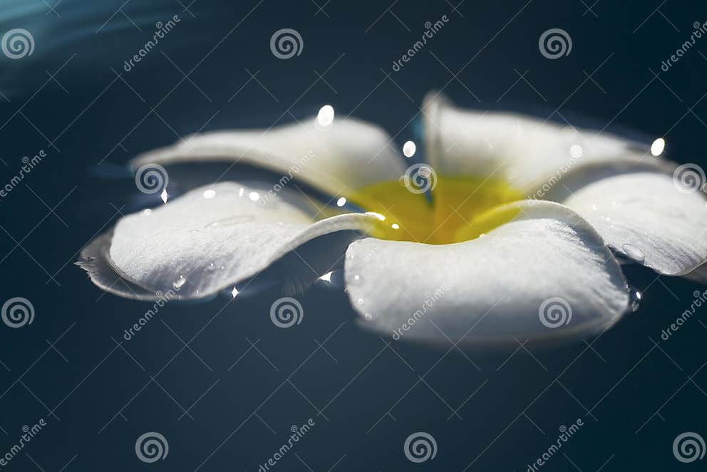 Flor del Frangipani foto de archivo. Imagen de conceptual - 23483988