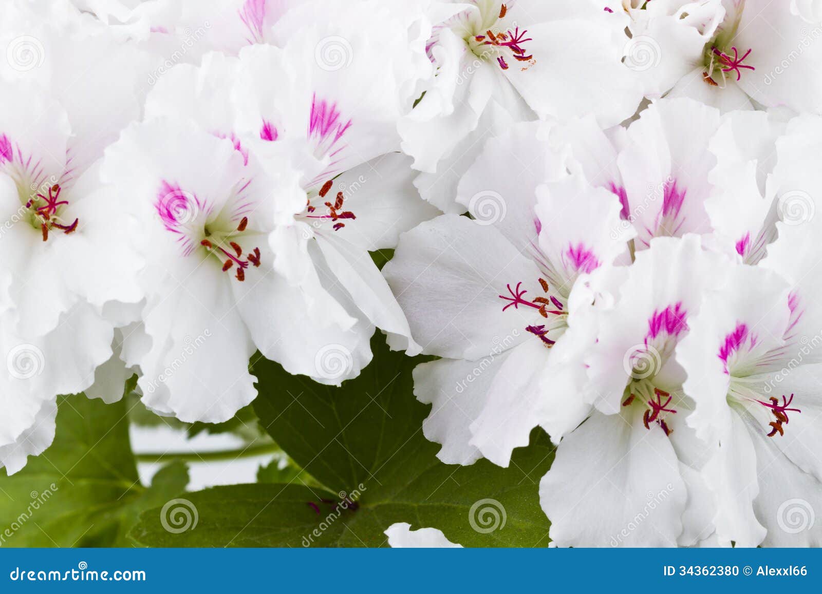 Flor del geranio foto de archivo. Imagen de inflorescencia - 34362380