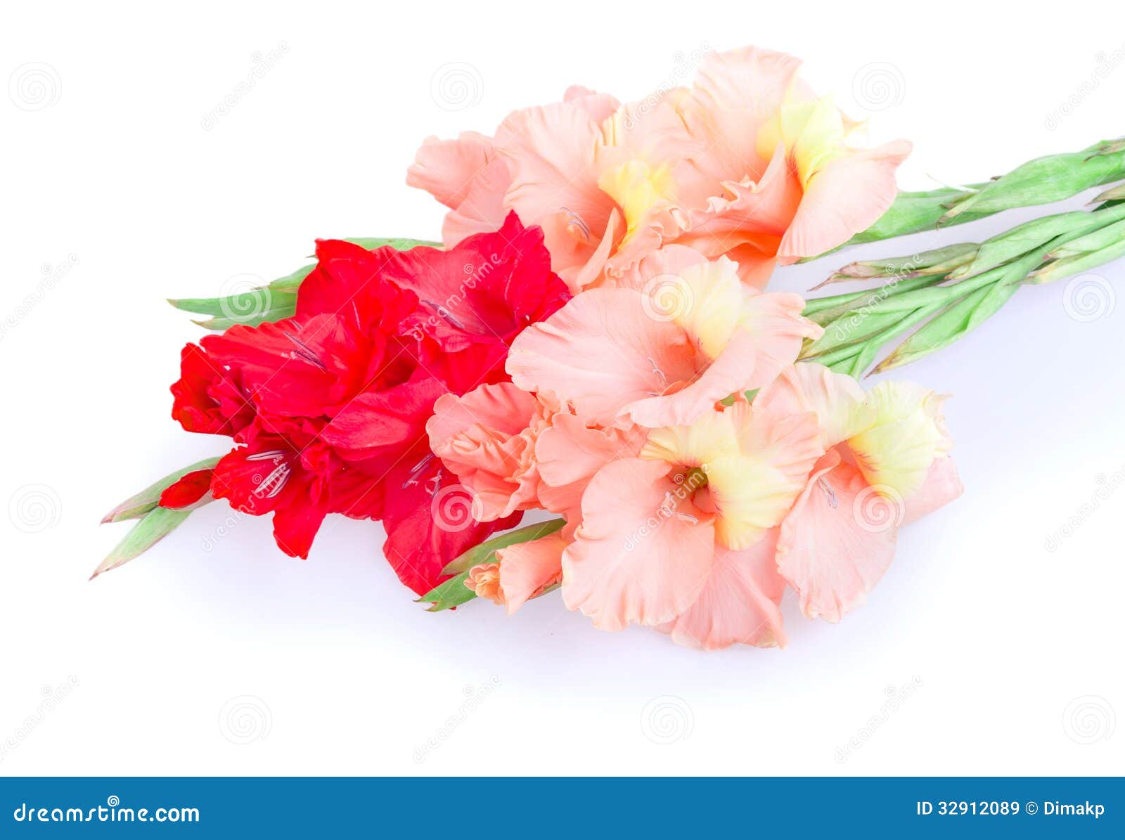 Flor del gladiolo imagen de archivo. Imagen de hermoso - 32912089