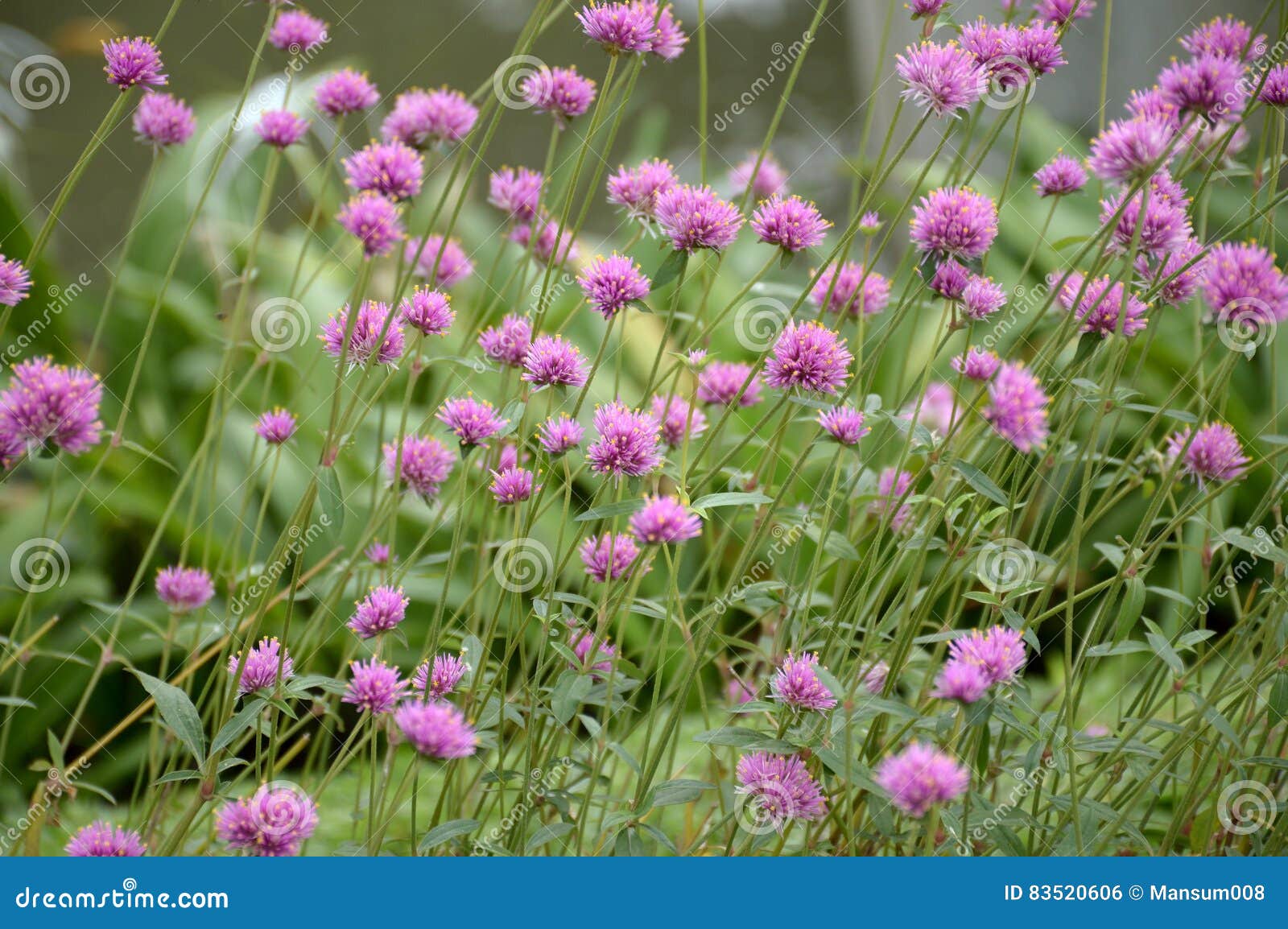Flor Del Globosa Del Gomphrena Foto de archivo - Imagen de verde ...