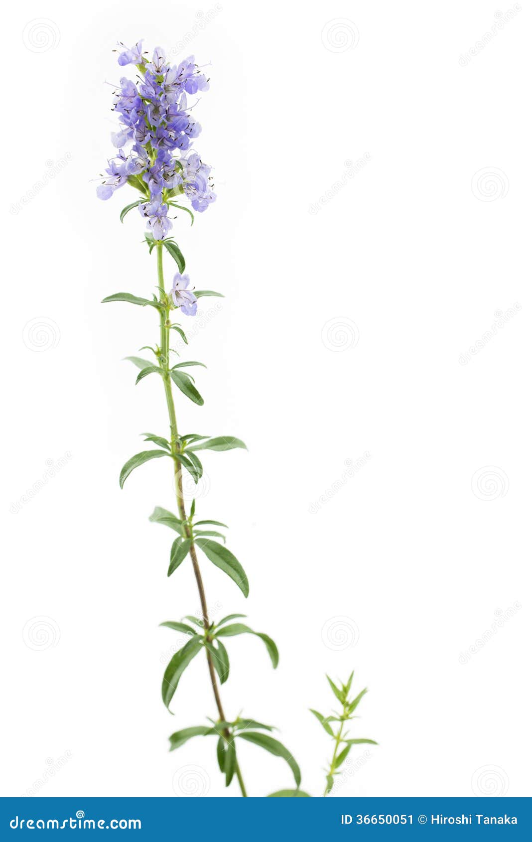 Flor del Hisopo imagen de archivo. Imagen de verde, alimento - 36650051