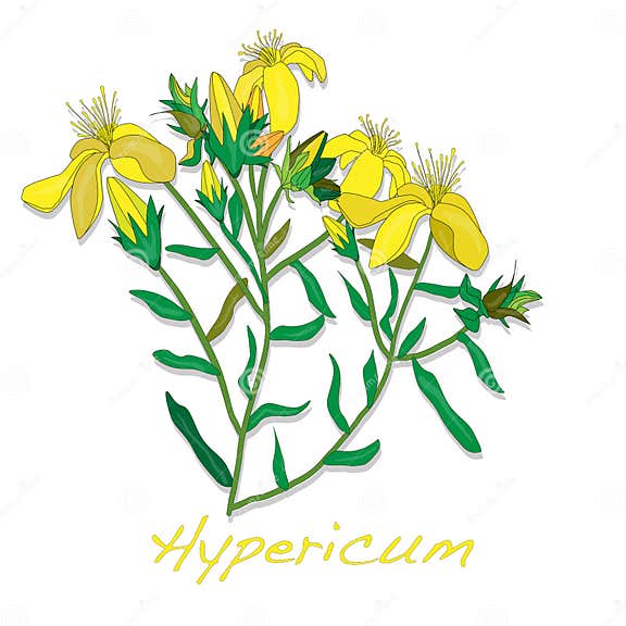 Flor del Hypericum ilustración del vector. Ilustración de salvaje ...