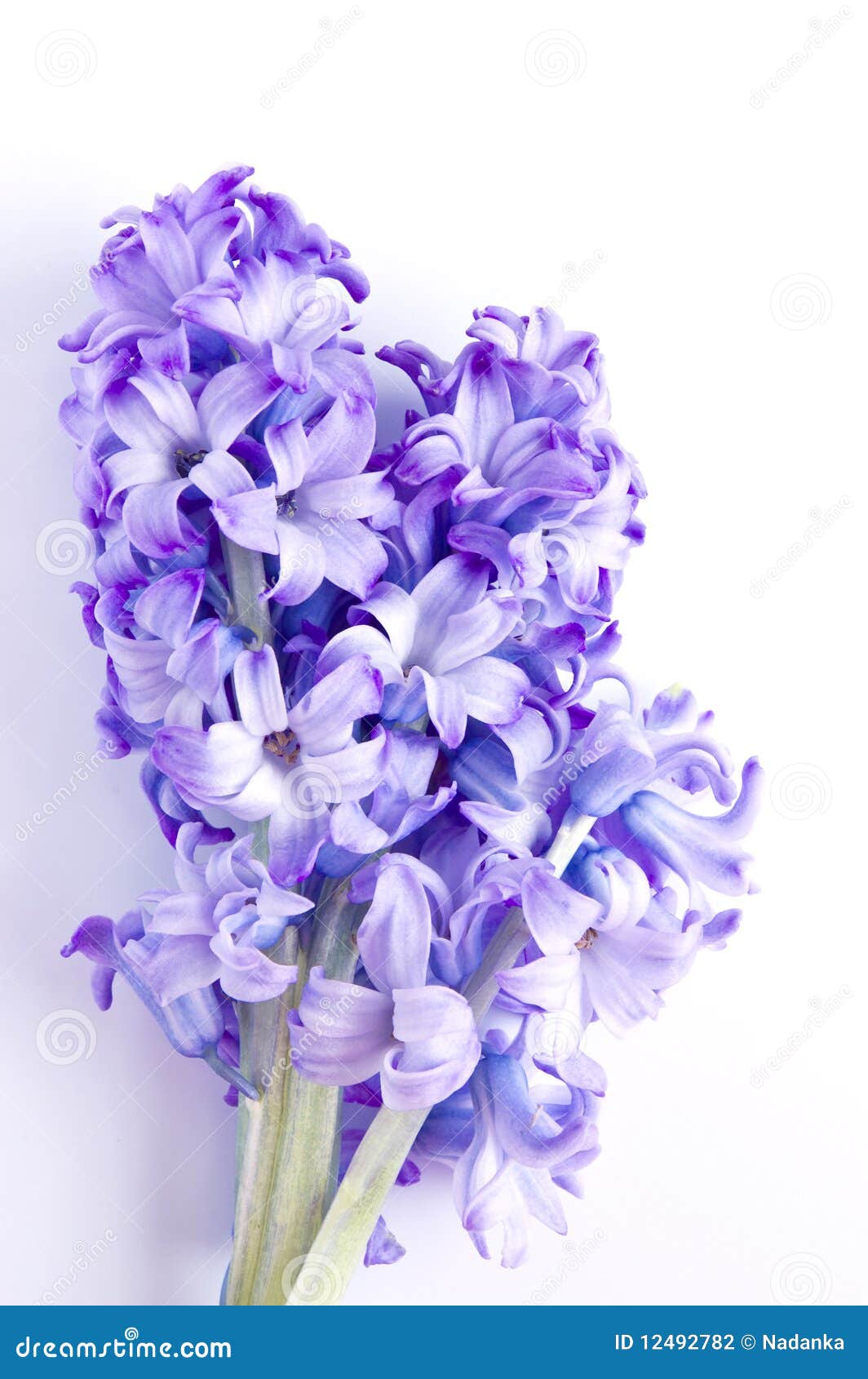 FLORECILLAS A LA VIRGEN MARÍA: 3 DE MAYO - Rosario ProVida