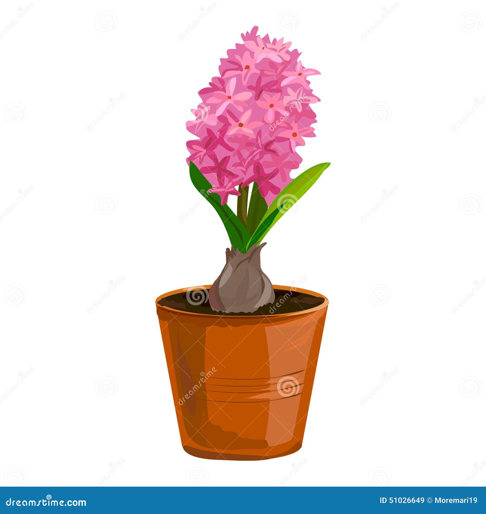 Flor Del Jacinto En Un Pote De Arcilla Ilustración del Vector ...