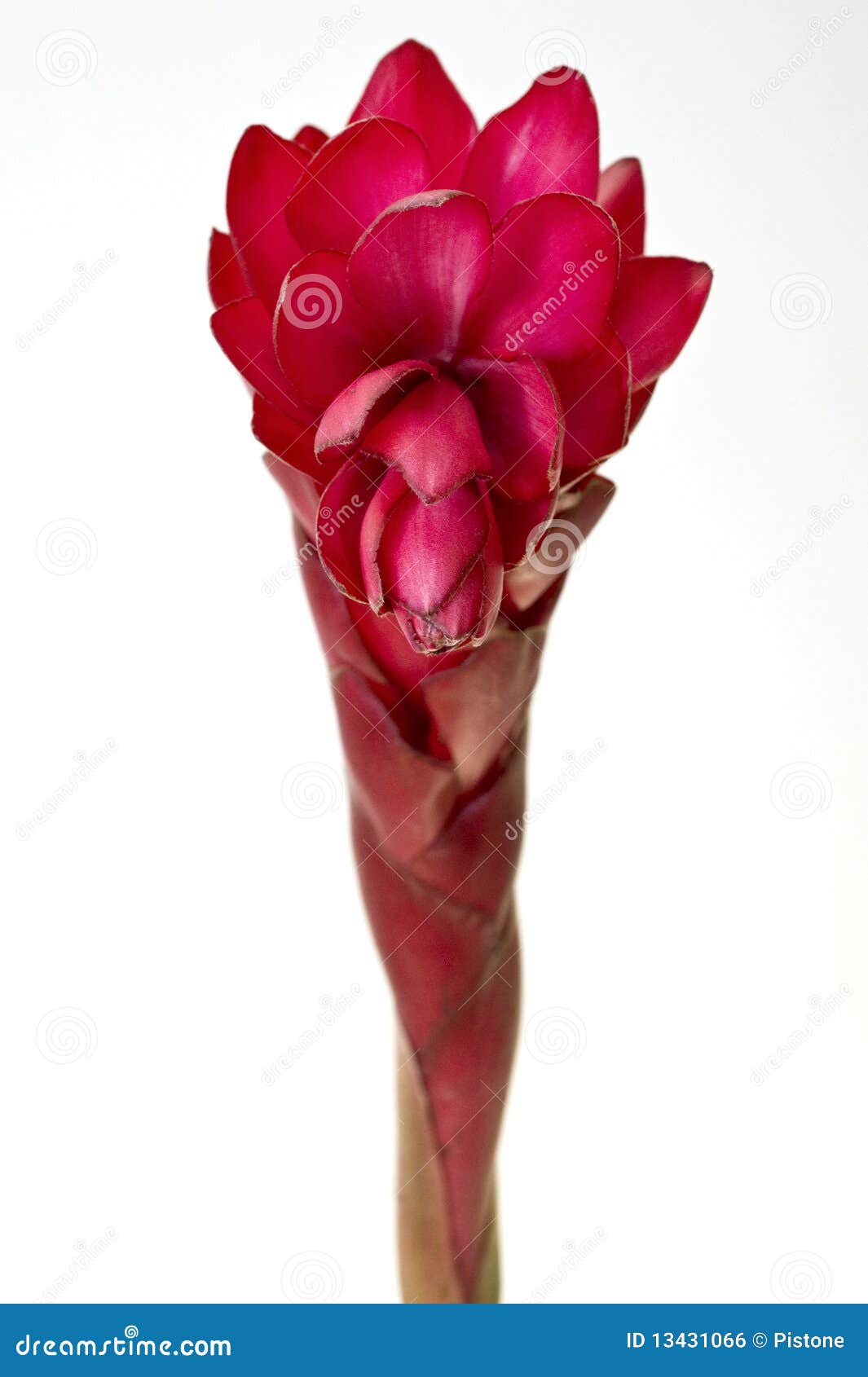 Flor del jengibre rojo foto de archivo. Imagen de cubo - 13431066