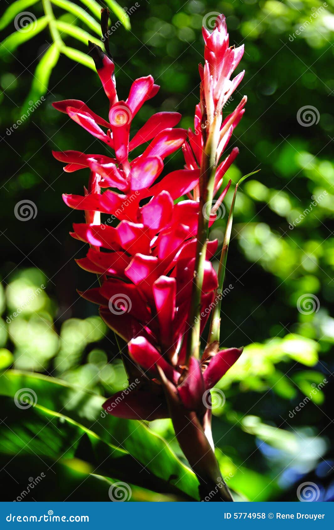 Flor del jengibre rojo foto de archivo. Imagen de follaje - 5774958