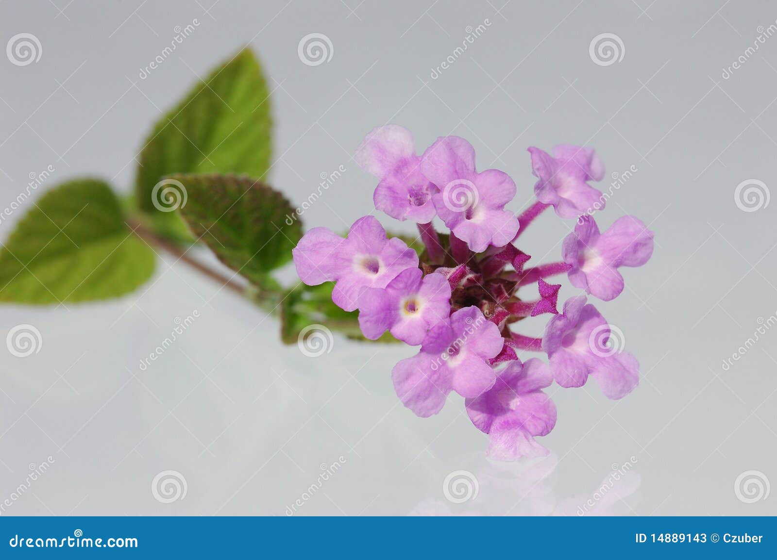 Flor del Lantana imagen de archivo. Imagen de racimo - 14889143