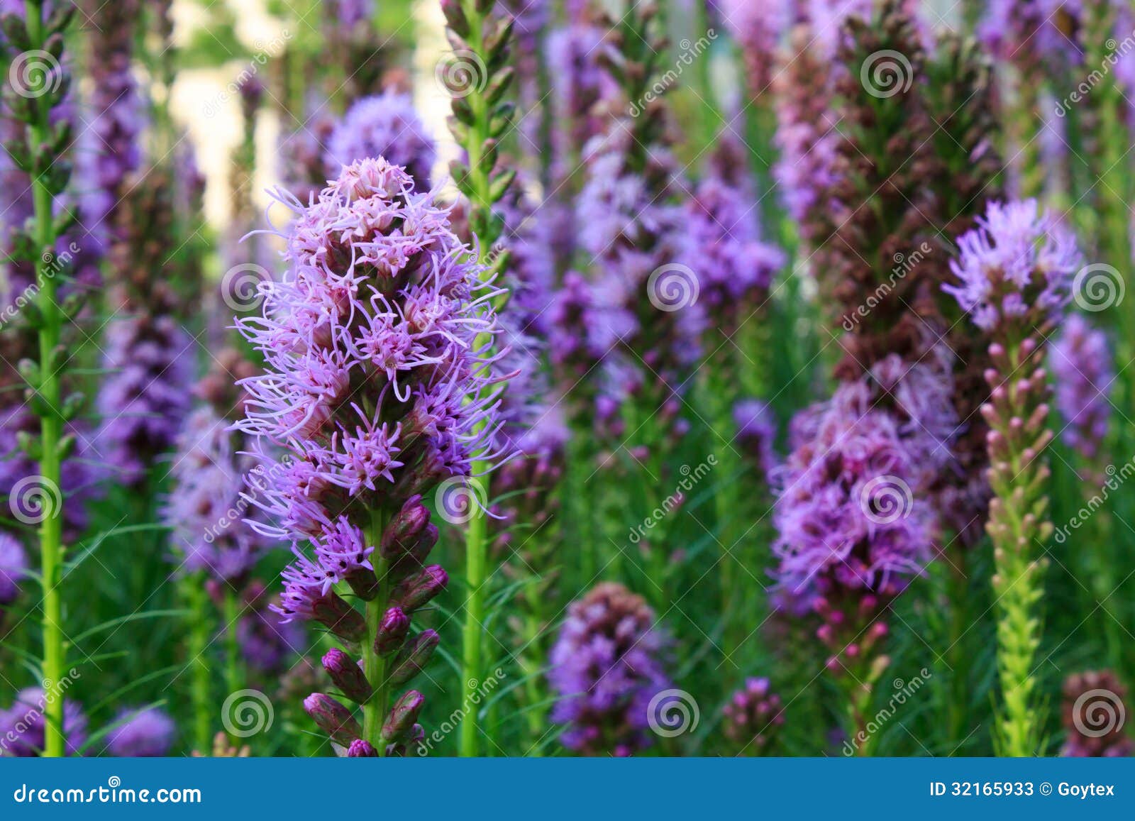 Flor del Liatris imagen de archivo. Imagen de flor, plantas - 32165933