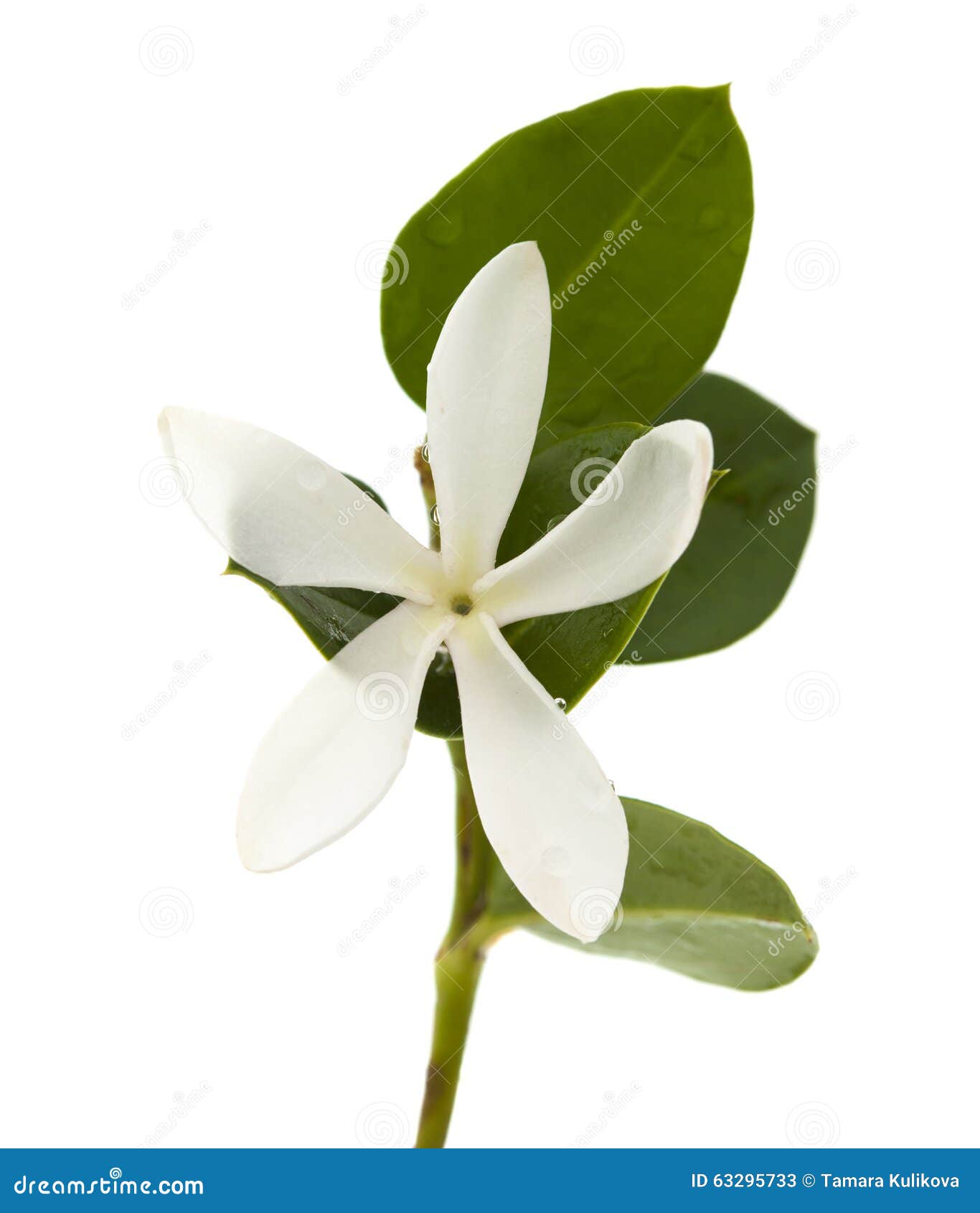 Flor Del Macrocarpa Del Carissa Imagen de archivo - Imagen de alimento ...