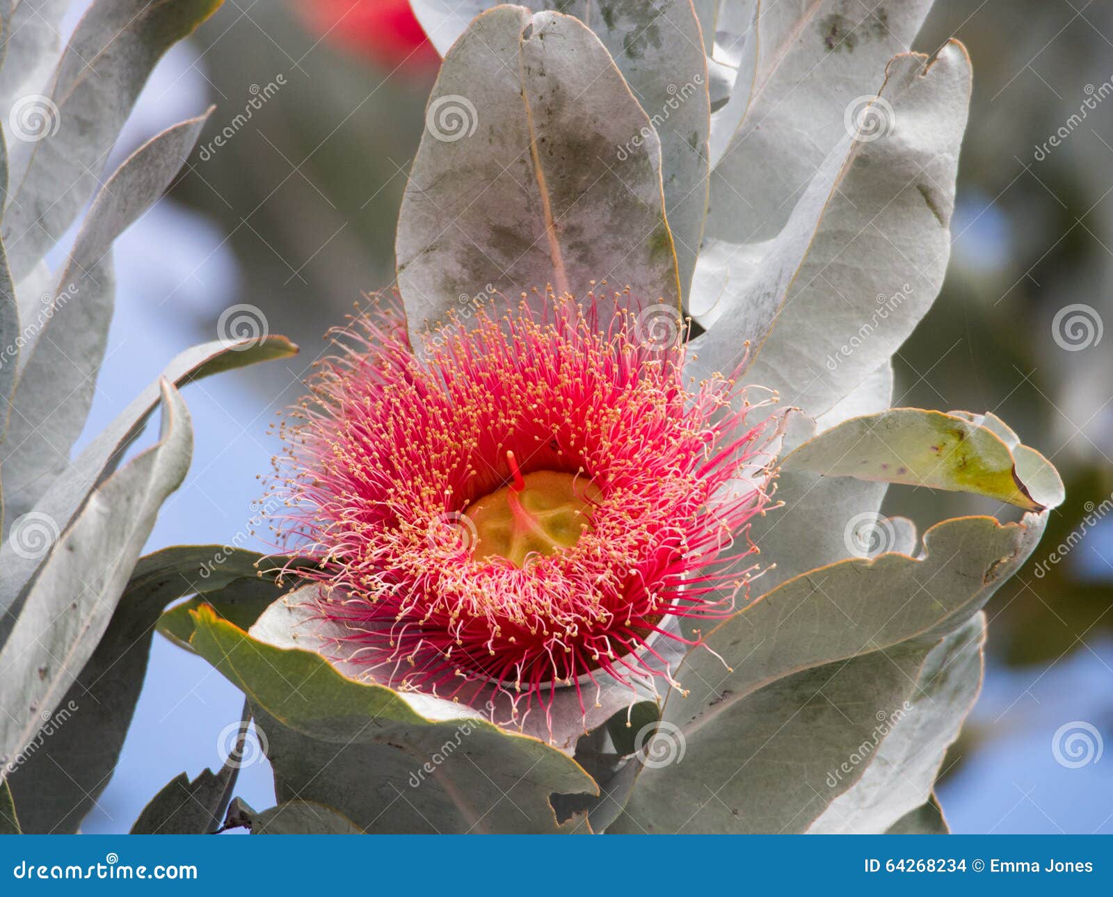Flor Del Macrocarpa Del Eucalipto, Australia Occidental Foto de archivo ...