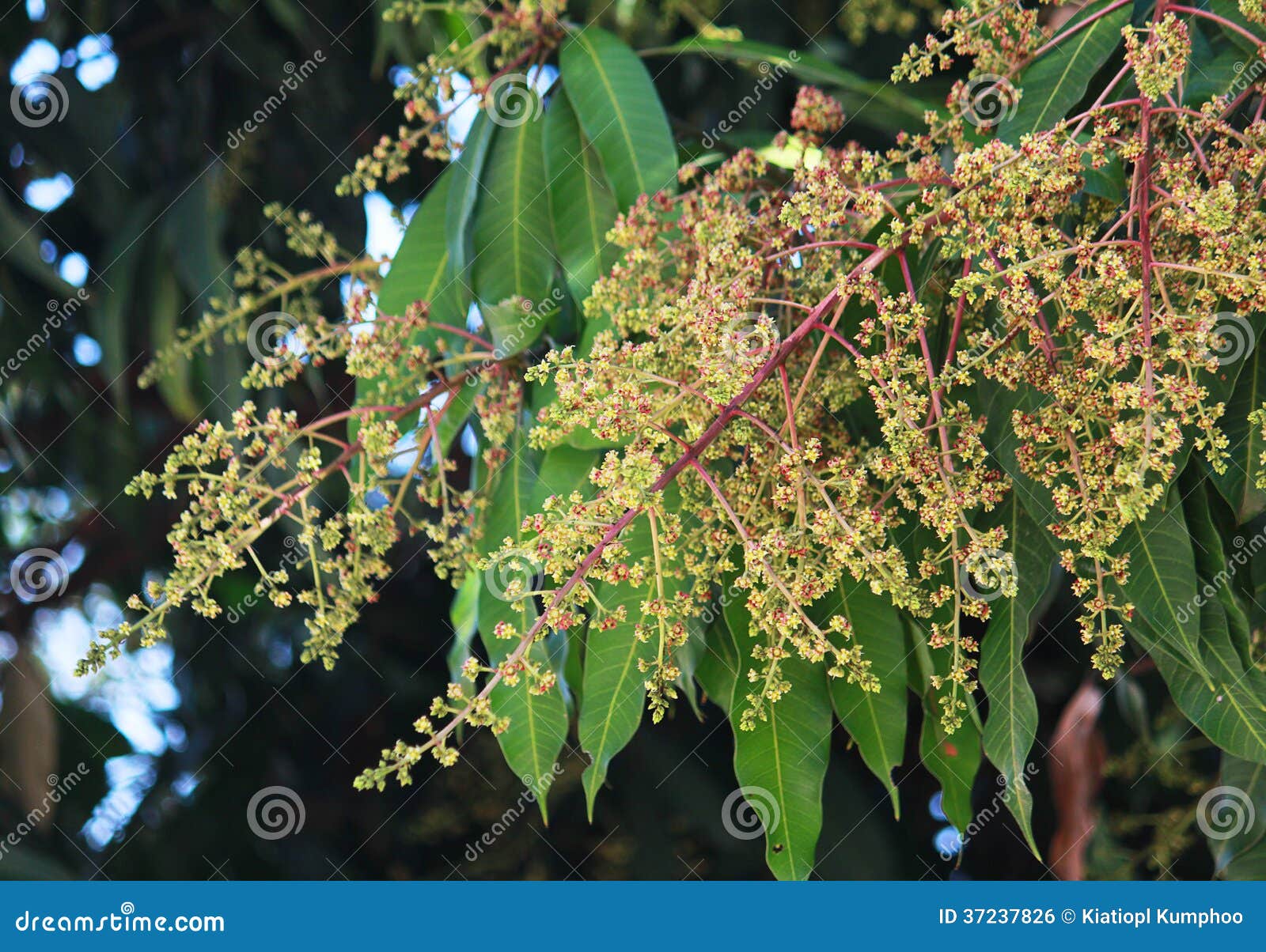 Flor del mango foto de archivo. Imagen de fresco, amarillo - 37237826