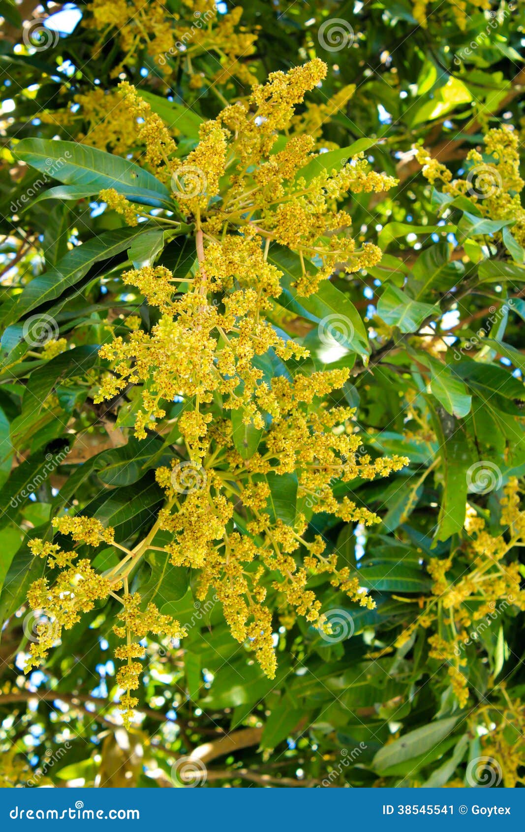 Flor del mango imagen de archivo. Imagen de sano, verde - 38545541