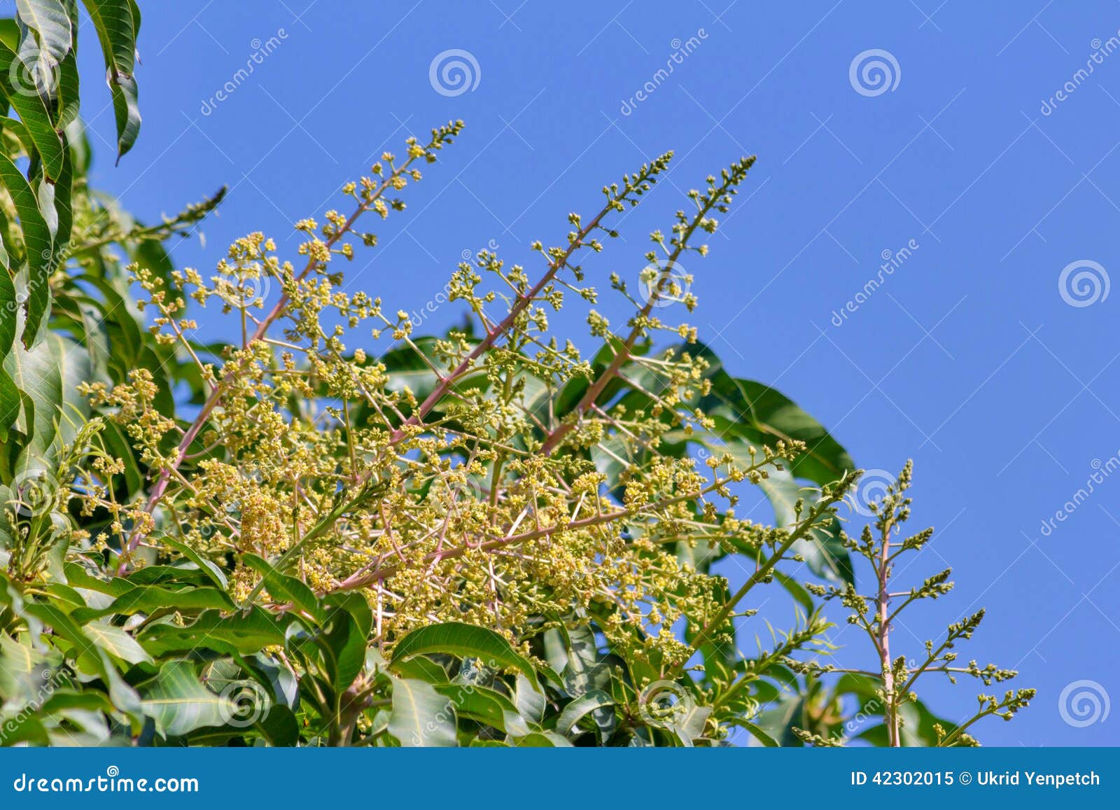 Flor del mango imagen de archivo. Imagen de tropical - 42302015