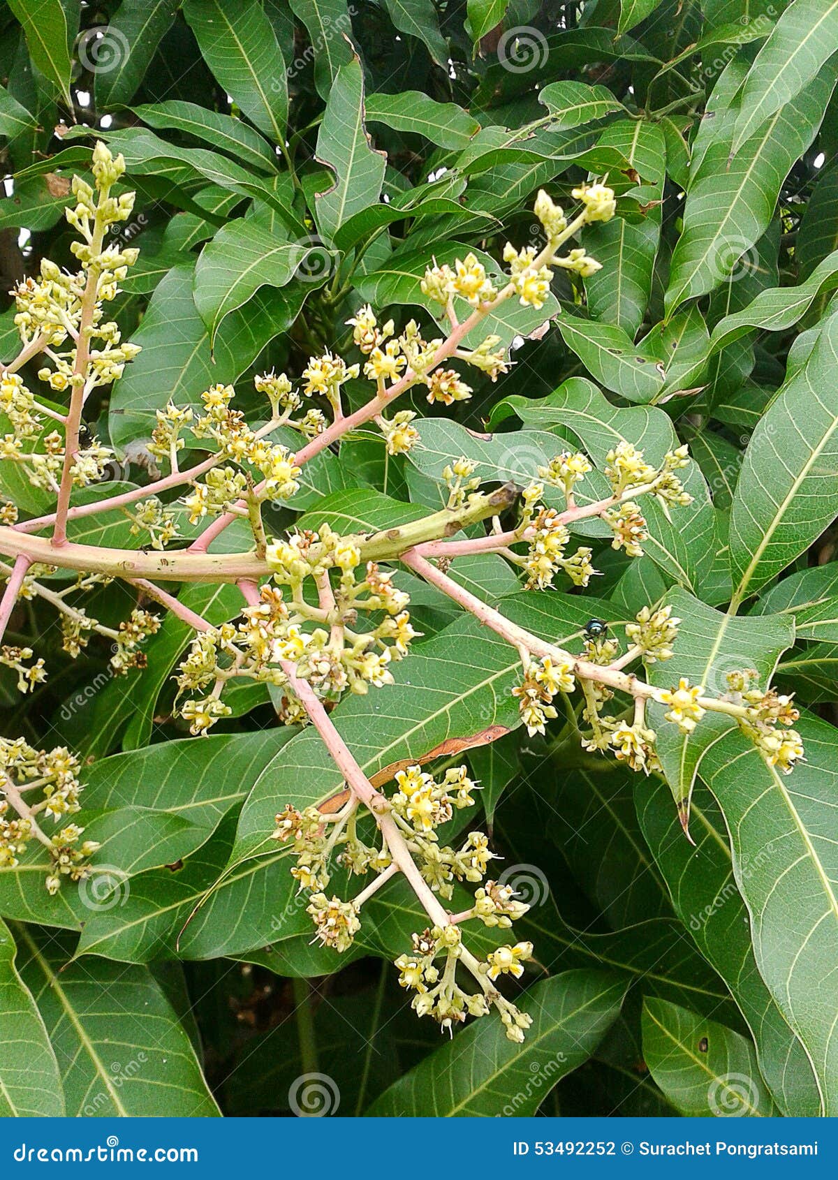 Flor del mango foto de archivo. Imagen de planta, floral - 53492252