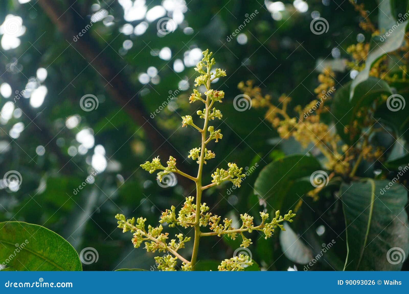 Flor del mango foto de archivo. Imagen de estambres, mango - 90093026