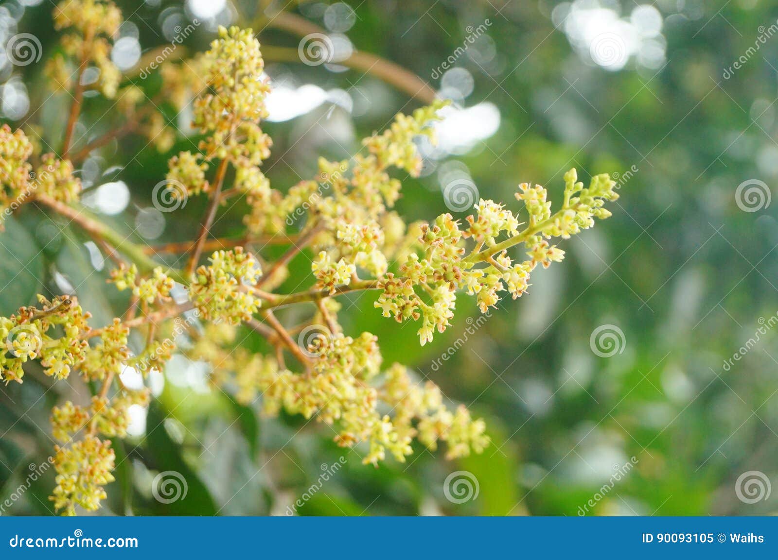 Flor del mango imagen de archivo. Imagen de pétalos, fondo - 90093105