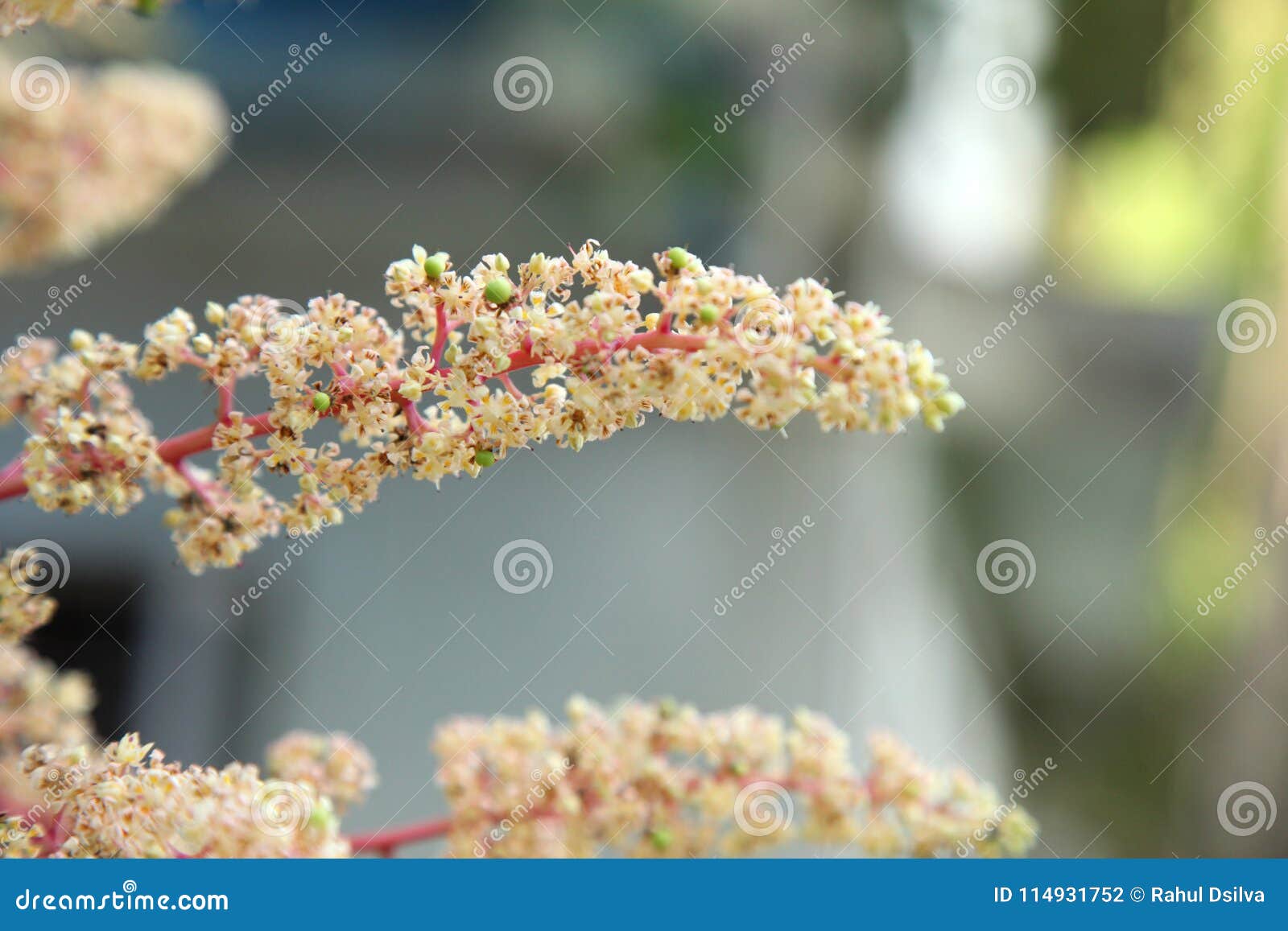 Flor Del Mango, Rama De a De La Flor Del Mango De La Inflorescencia ...