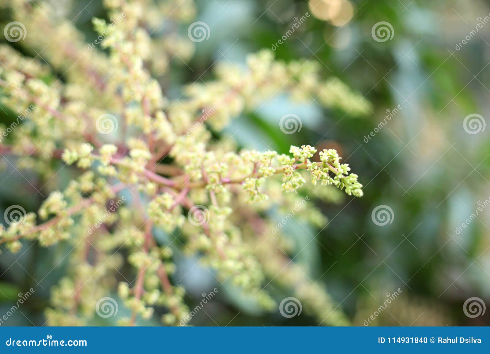 Flor Del Mango, Rama De a De La Flor Del Mango De La Inflorescencia ...
