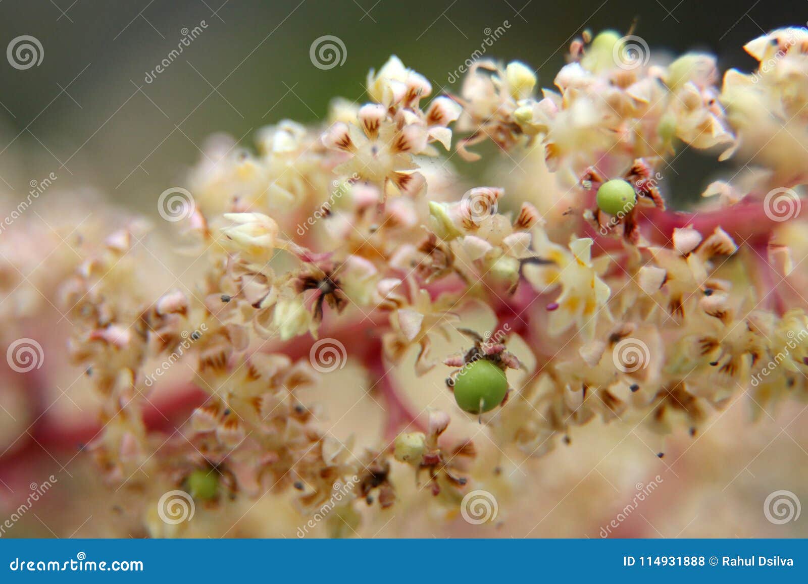 Flor Del Mango, Rama De a De La Flor Del Mango De La Inflorescencia ...