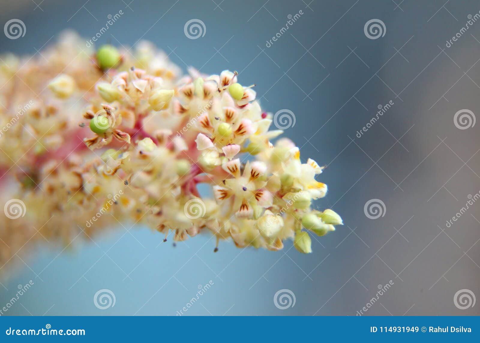 Flor Del Mango, Rama De a De La Flor Del Mango De La Inflorescencia ...