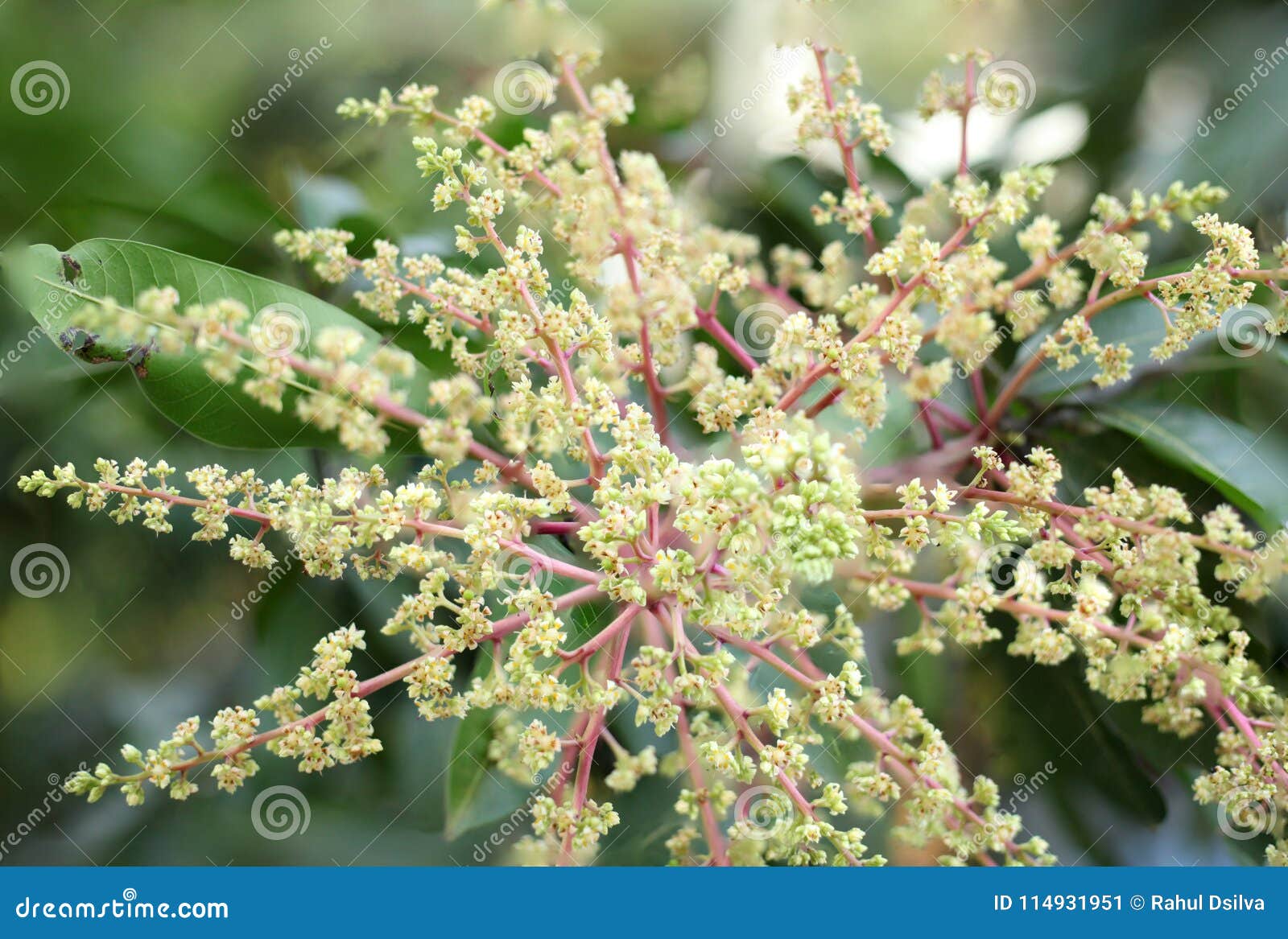 Flor Del Mango, Rama De a De La Flor Del Mango De La Inflorescencia ...