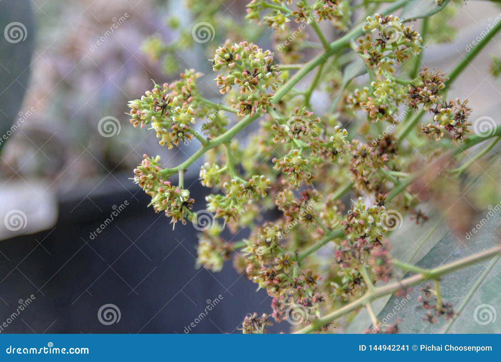 Flor Del Mango, Rama De a De La Flor Del Mango De La Inflorescencia ...