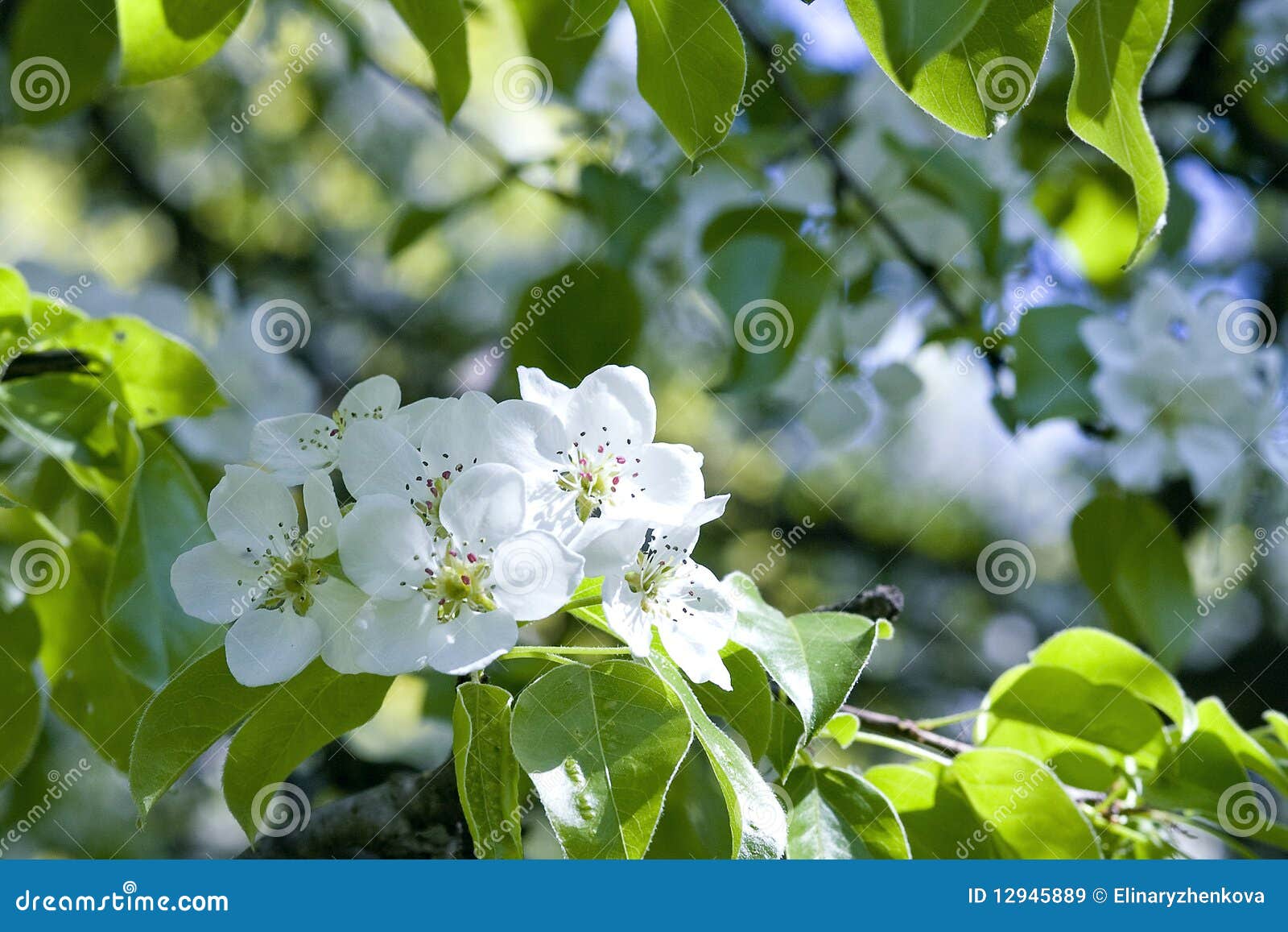 Flor del manzano imagen de archivo. Imagen de azul, cubo - 12945889