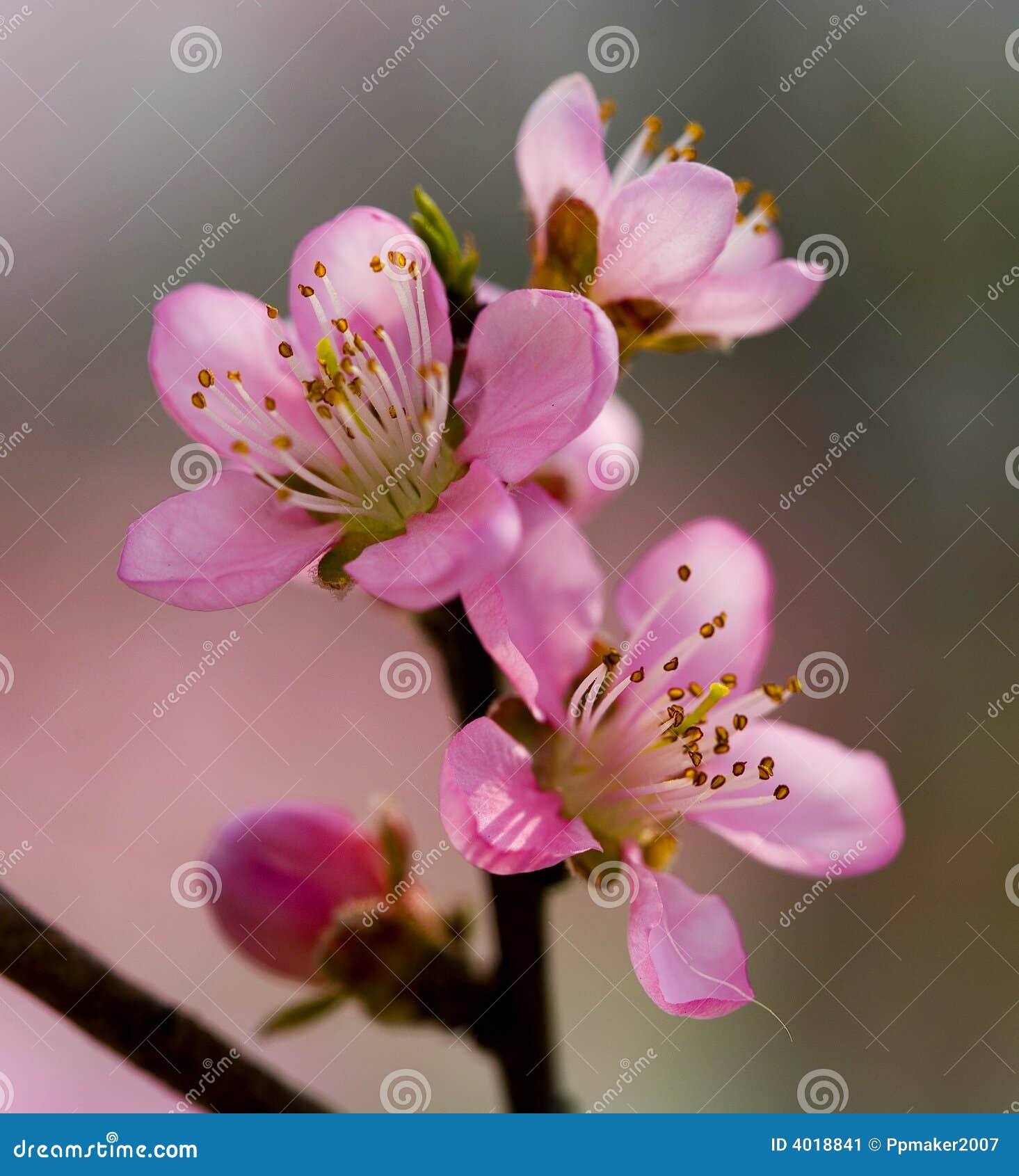 Flor del melocotón imagen de archivo. Imagen de rosa, flores - 4018841