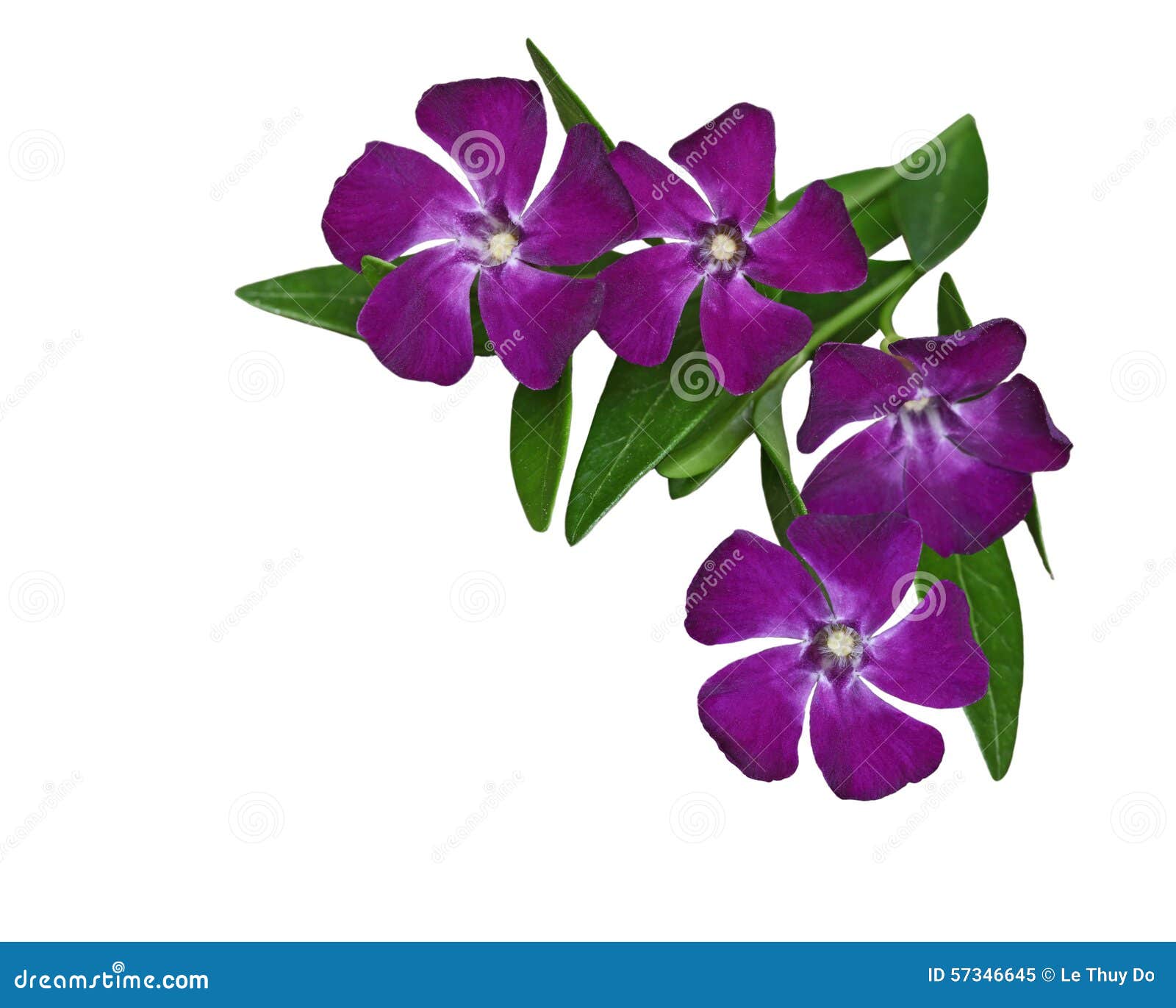 Flor del menor del Vinca imagen de archivo. Imagen de brote - 57346645