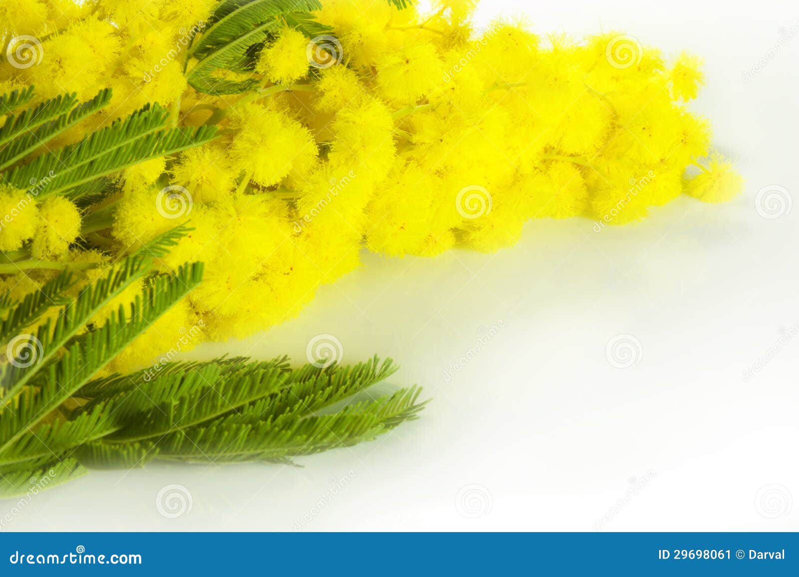 Flor del Mimosa imagen de archivo. Imagen de marzo, amarillo - 29698061