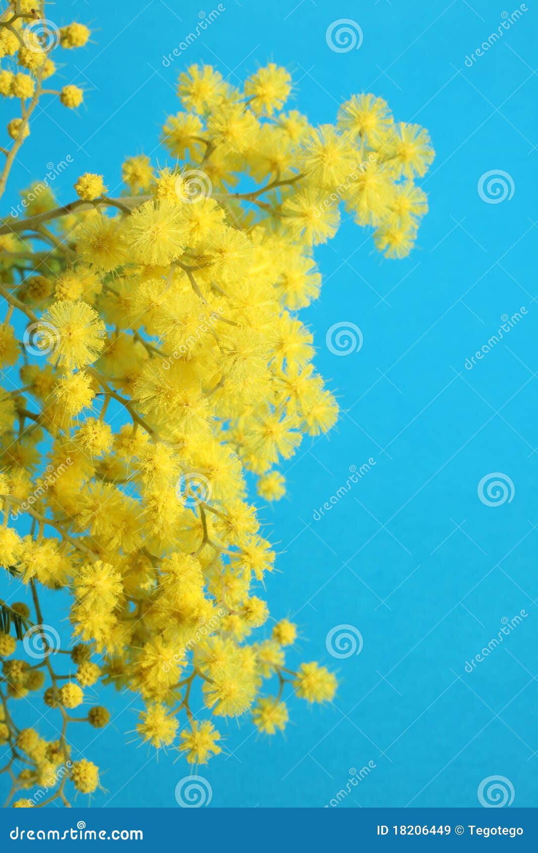 Flor Del Mimosa Aislada En Azul Imagen de archivo - Imagen de partido ...