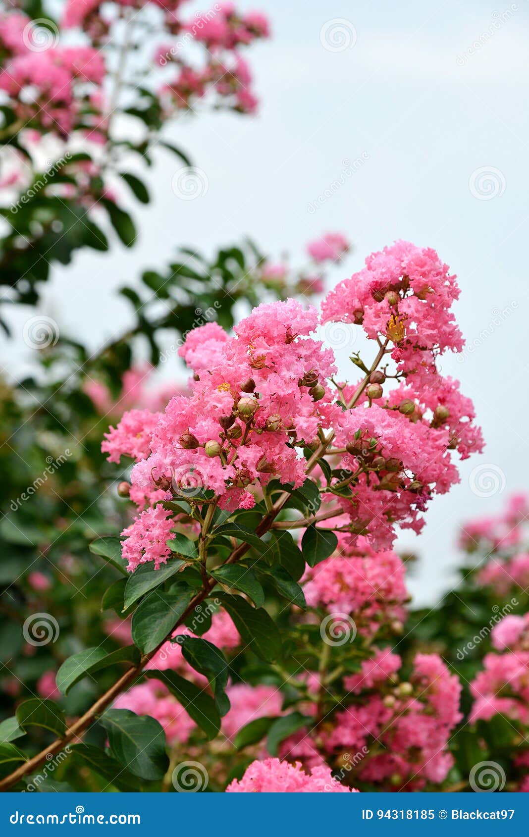 Flor del mirto de crespón imagen de archivo. Imagen de detalle - 94318185